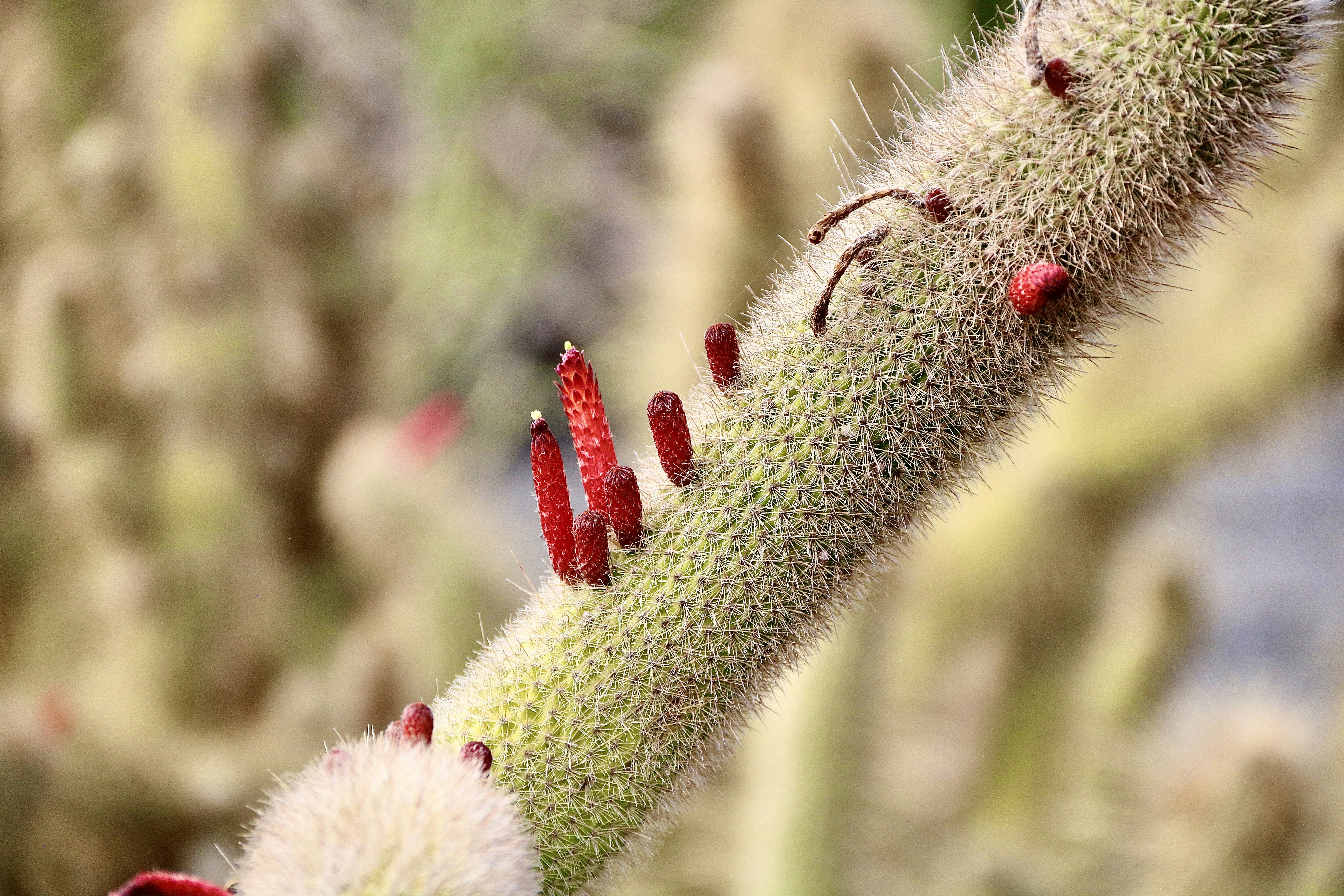 Crimson Spines on a Velvet Desert Stem