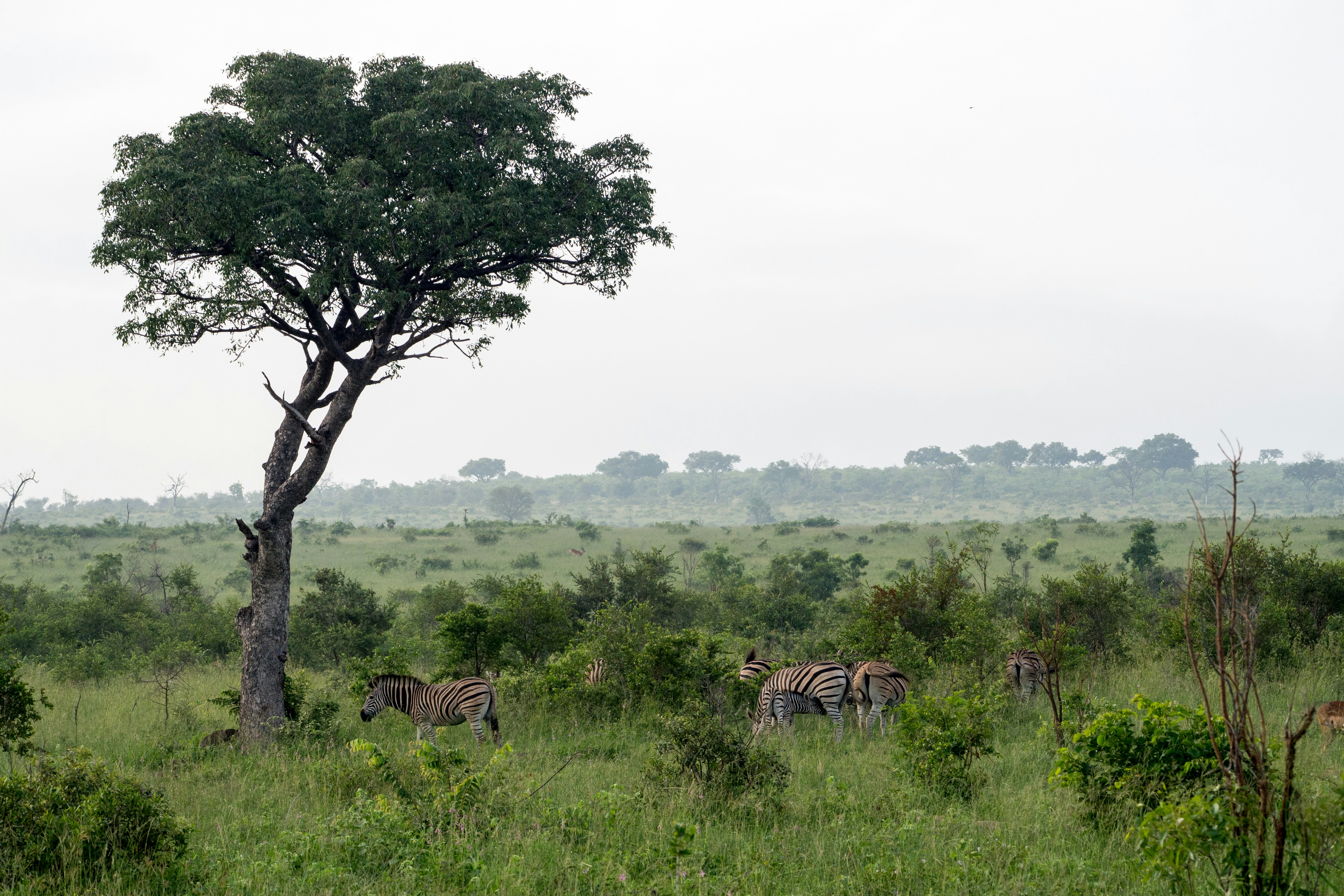 A group of zebras grazes in a lush green landscape, watched over by a solitary tree against a cloudy sky.
