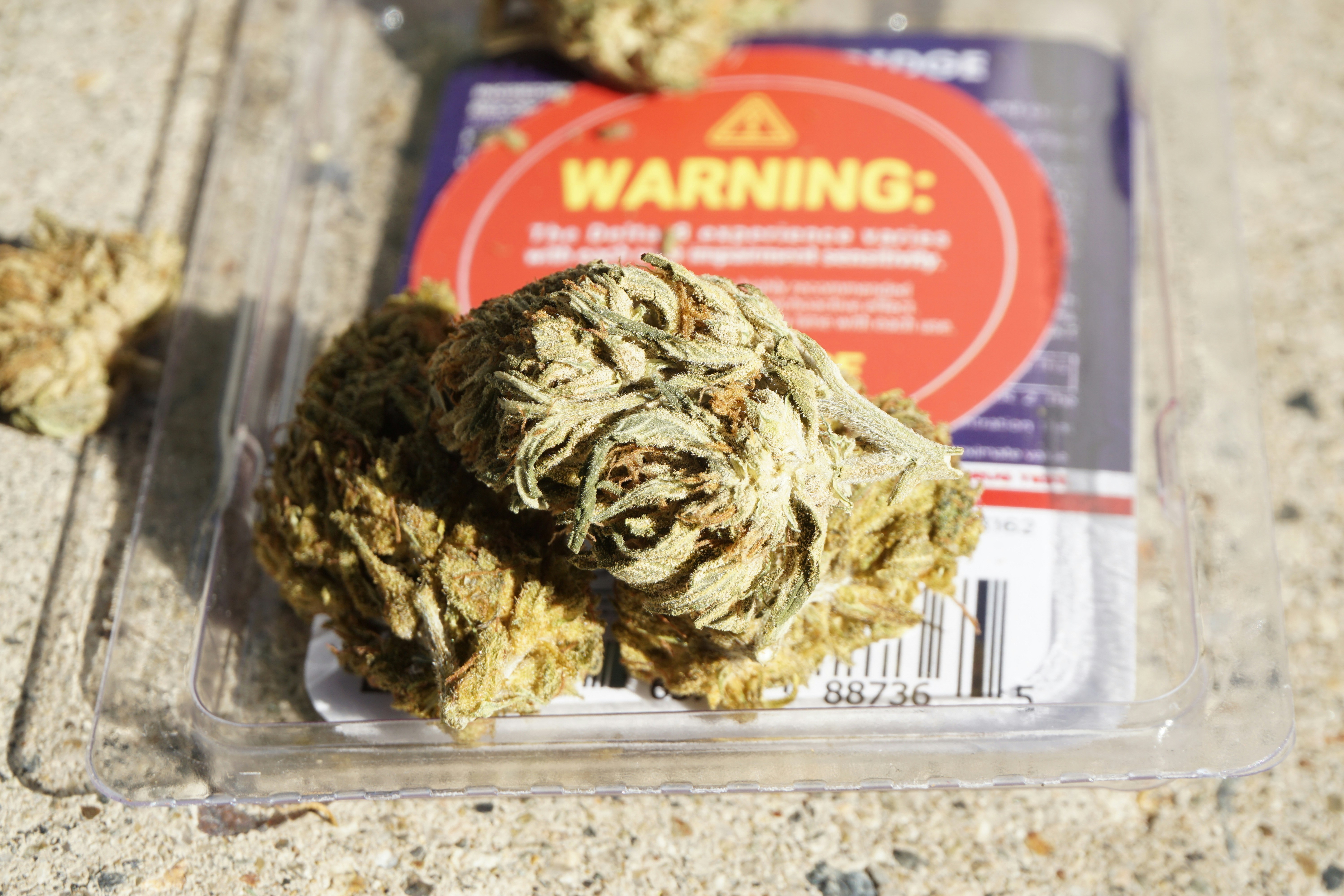 Warning Sticker Meets Budding Cannabis Buds: A Close-Up of Packaged Canna Buds on Rough Concrete