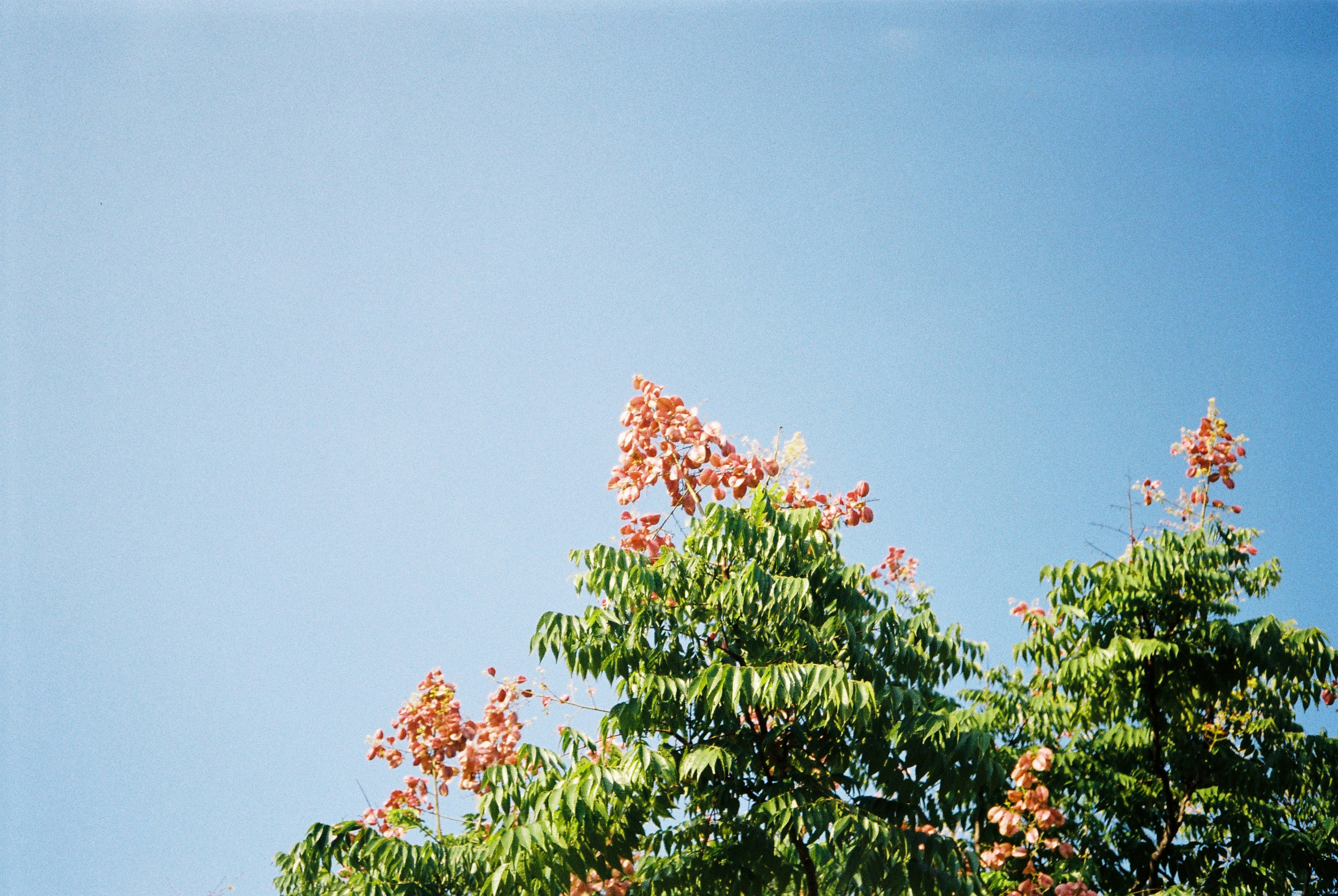 Crowning Bloom Against a Blue Sky