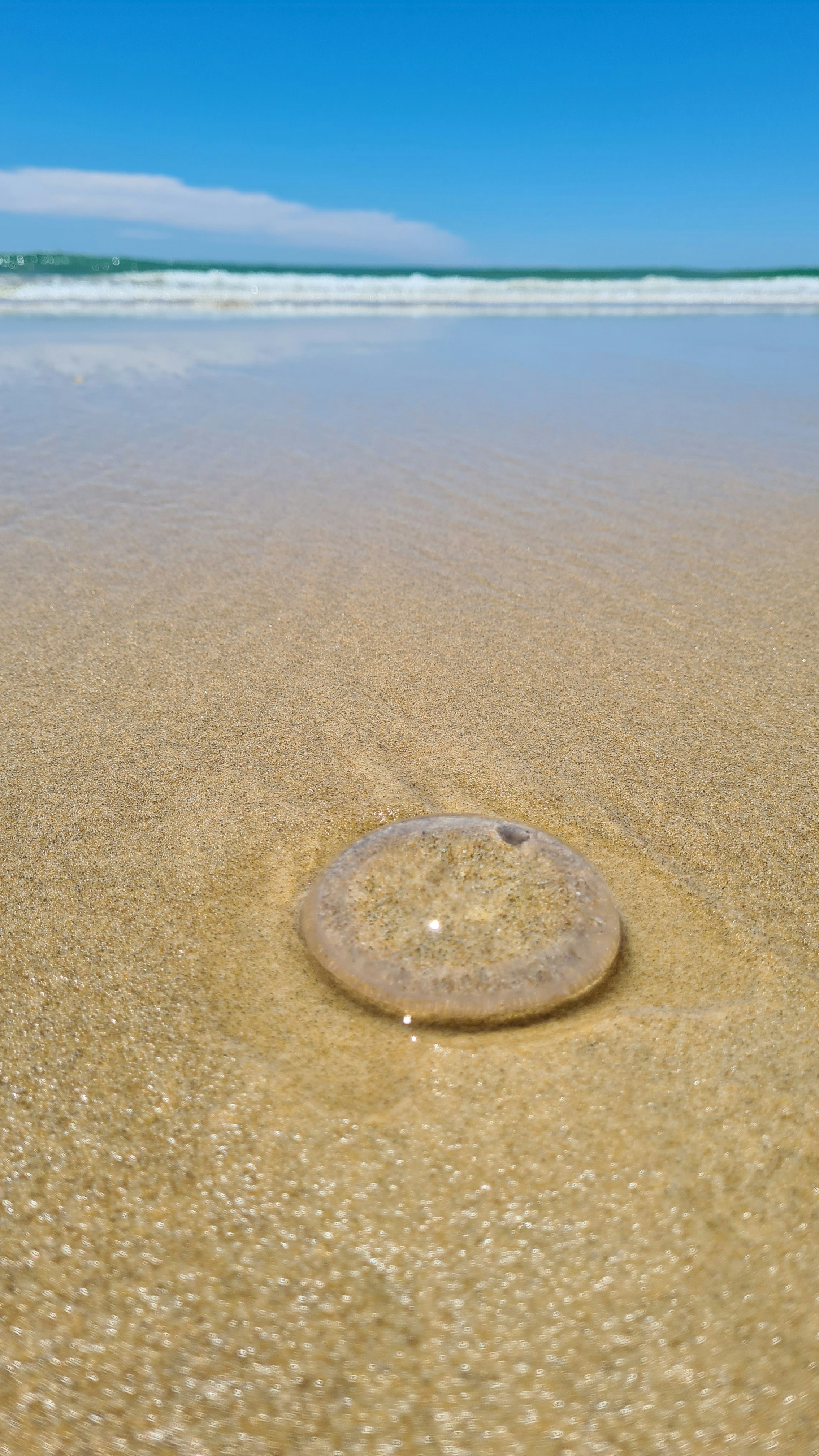 A round object in the sand at the beach photo – Free Australia Image on ...