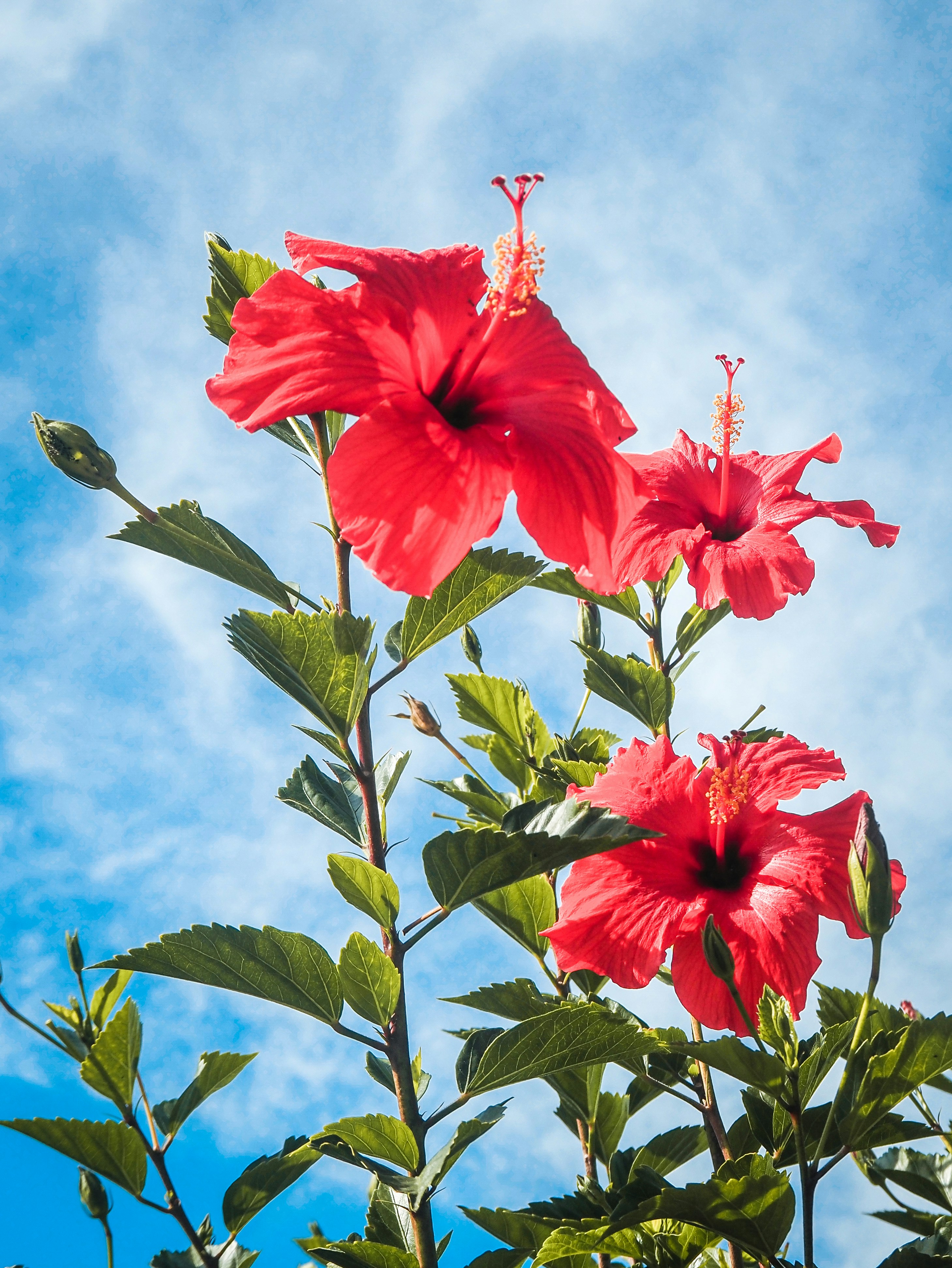 Bright red hibiscus flowers bloom against a clear blue sky, showcasing their intricate petals and lush green leaves.