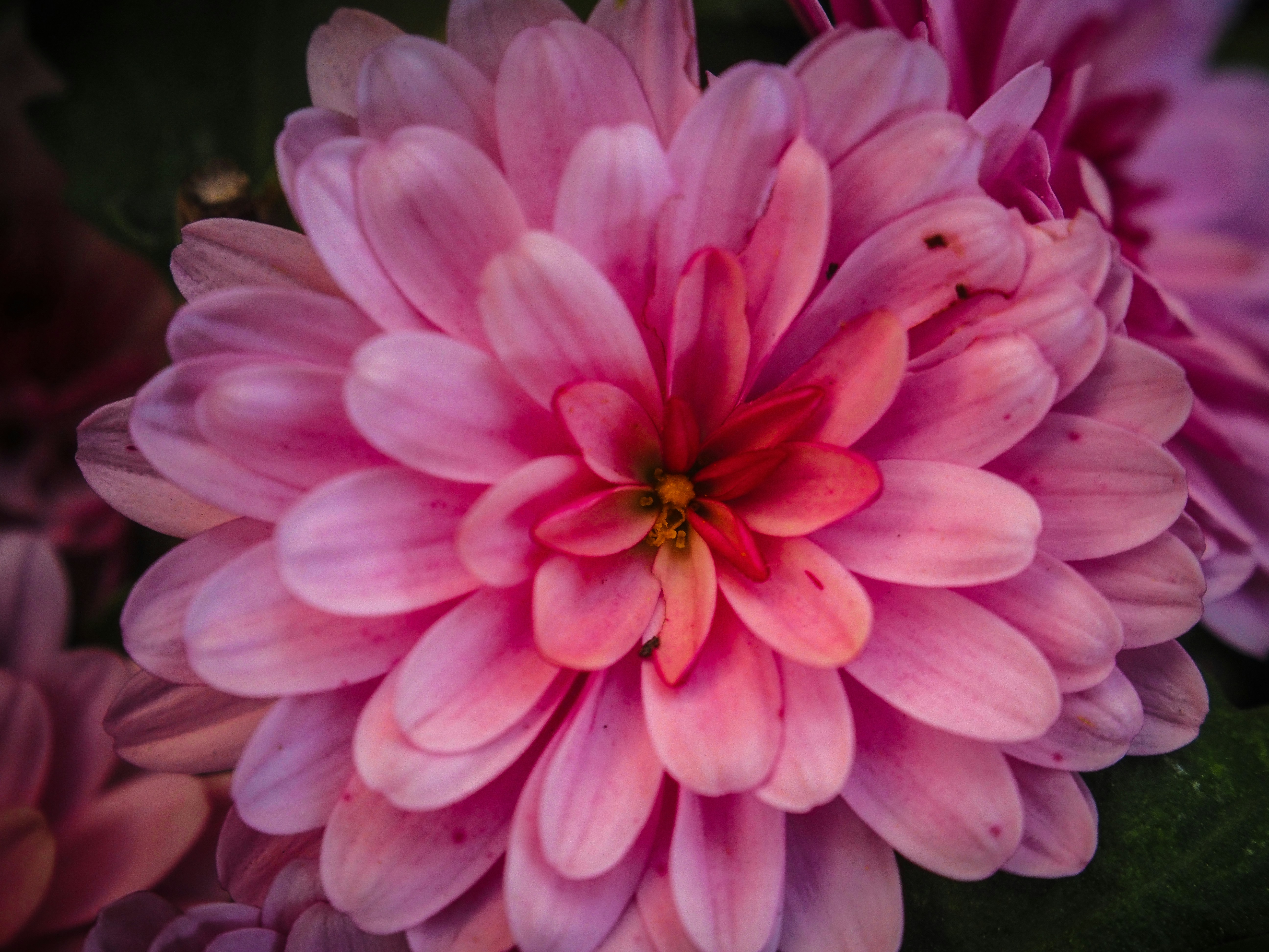 Close-up of a pink dahlia with layered petals and soft shading, highlighting floral symmetry and depth.