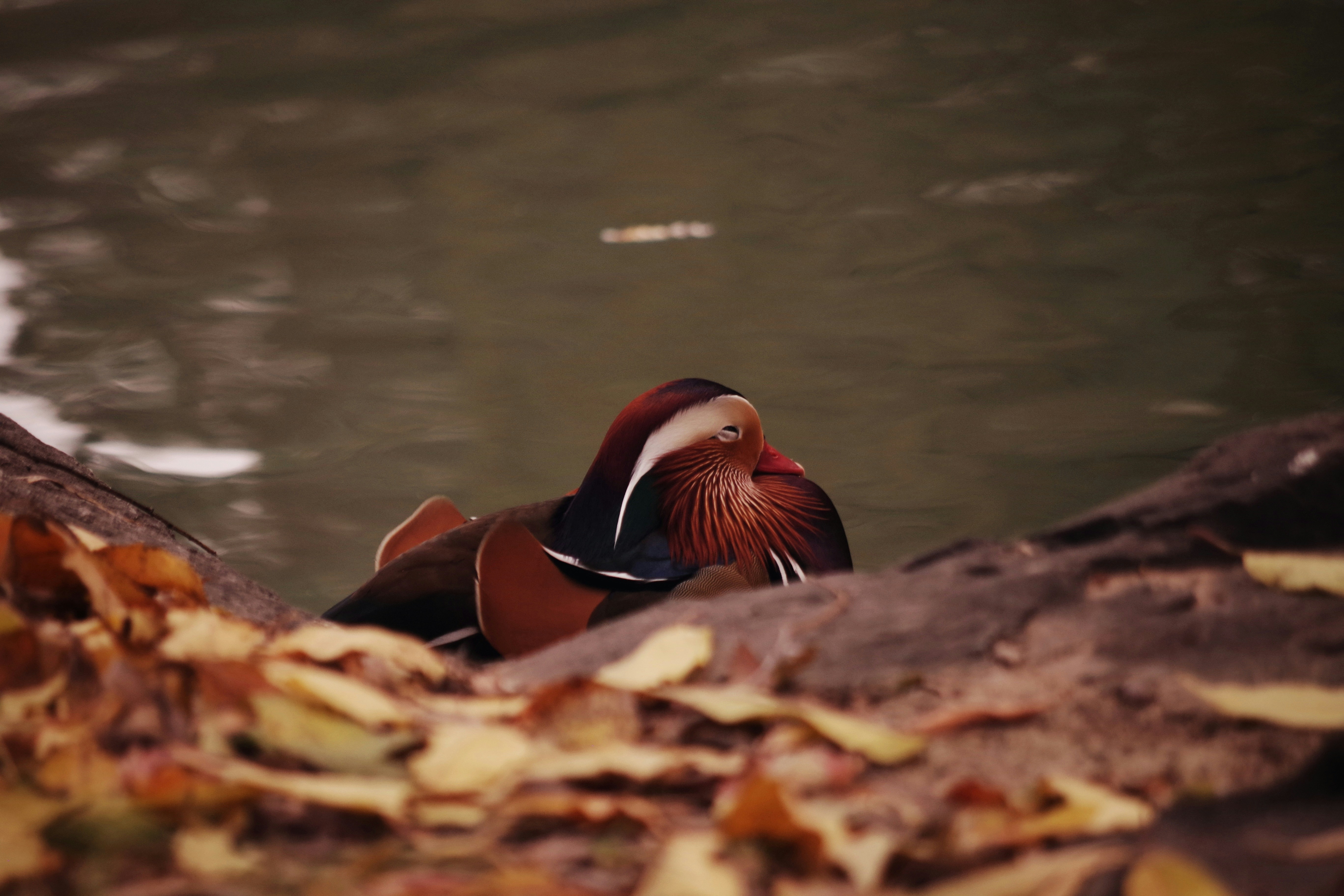 a bird sitting on top of a rock next to a body of water