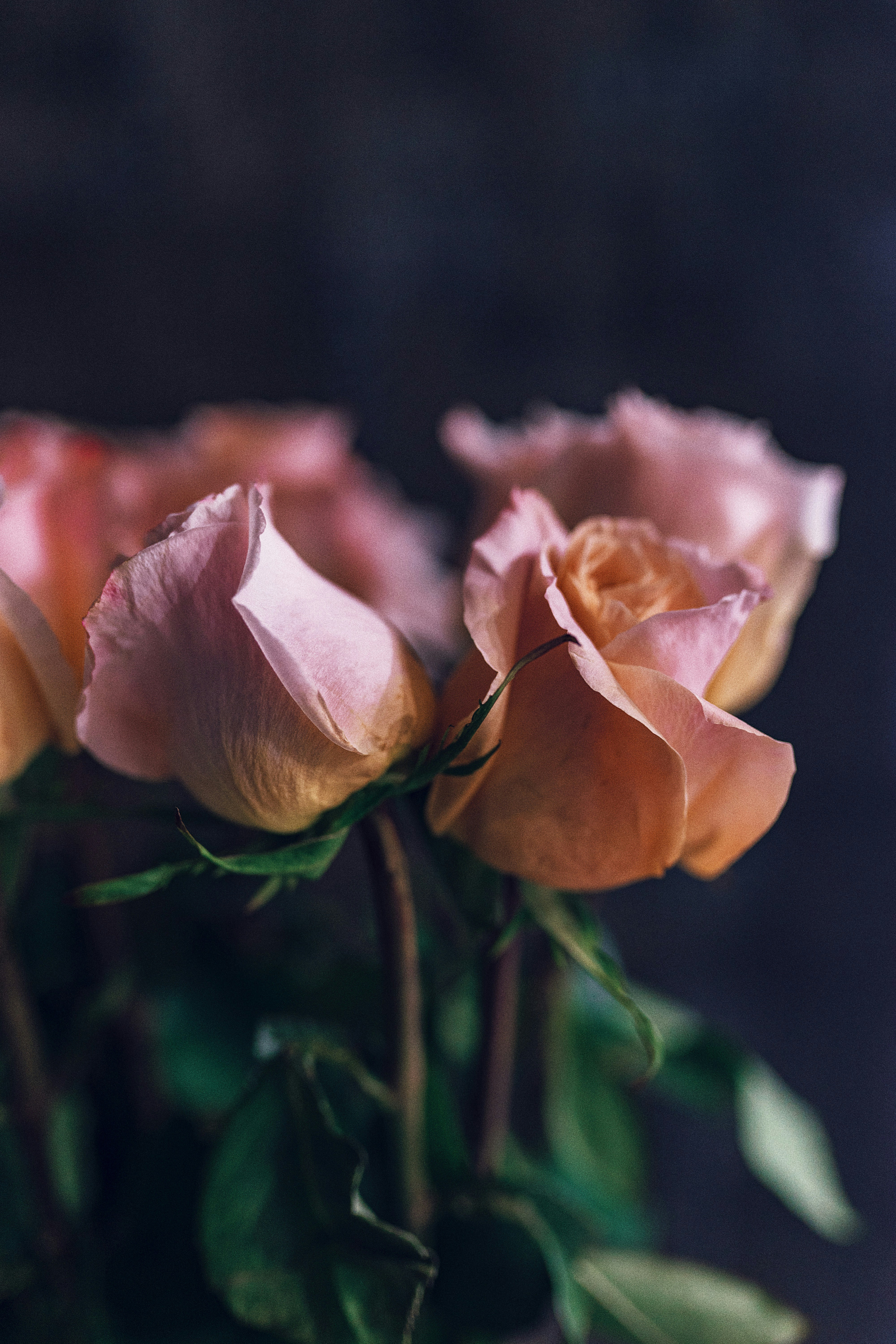 ソーニャ7cの写真 | Unsplashで無料写真をダウンロードする