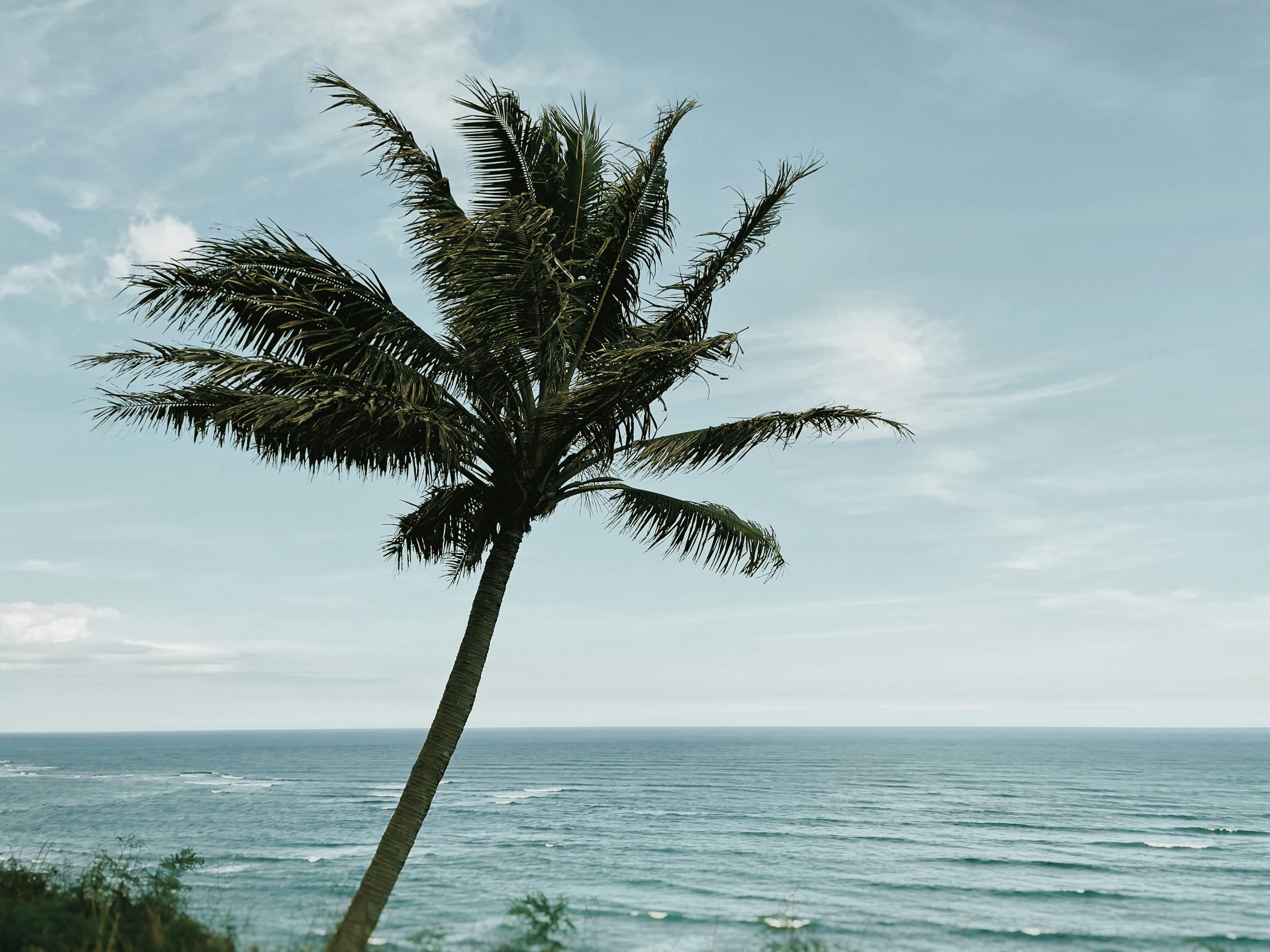 Swaying palm tree against a serene ocean backdrop under a cloudy sky.