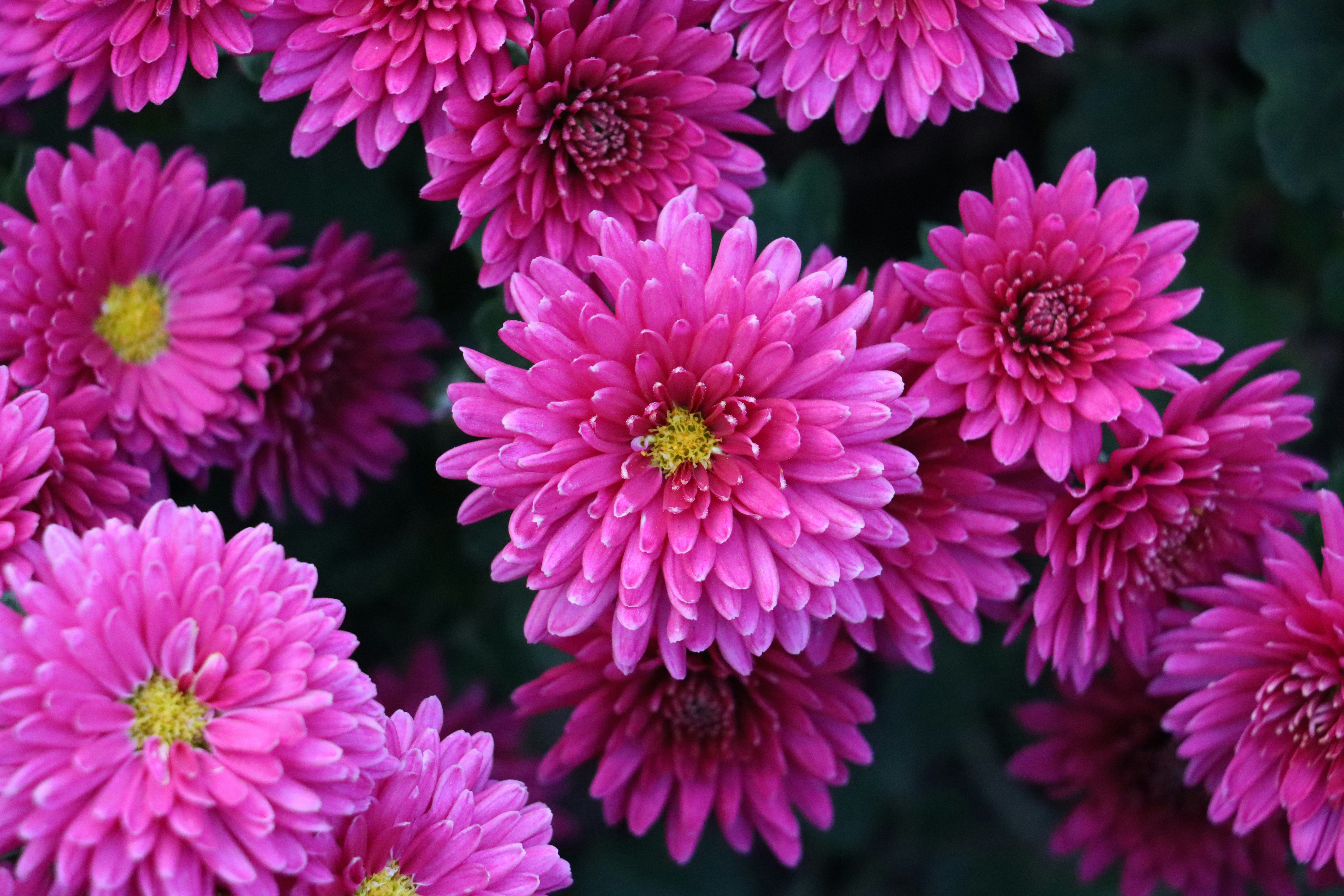 Pink Aster Wallpaper