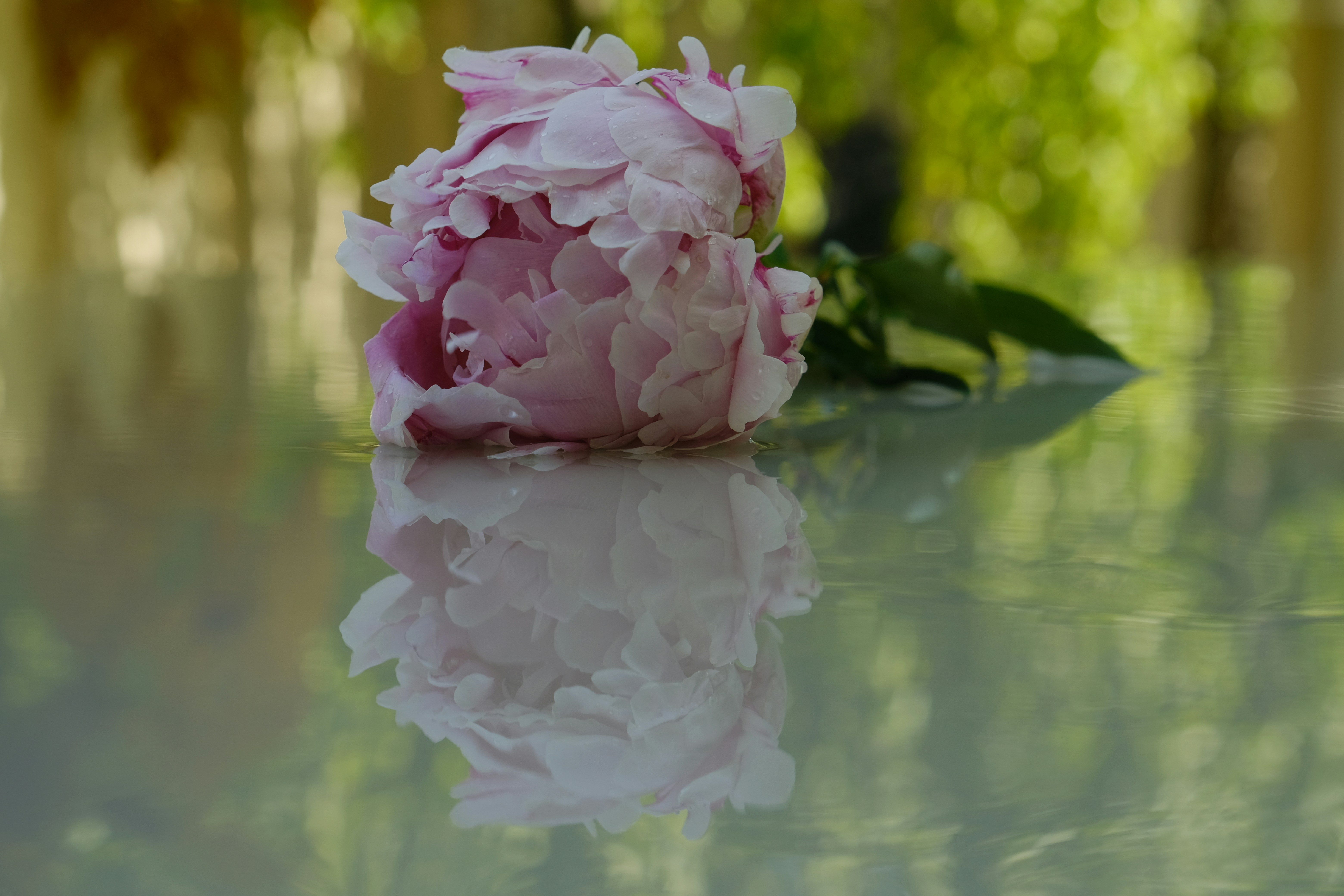 Flushed Petal on a Quiet Mirror