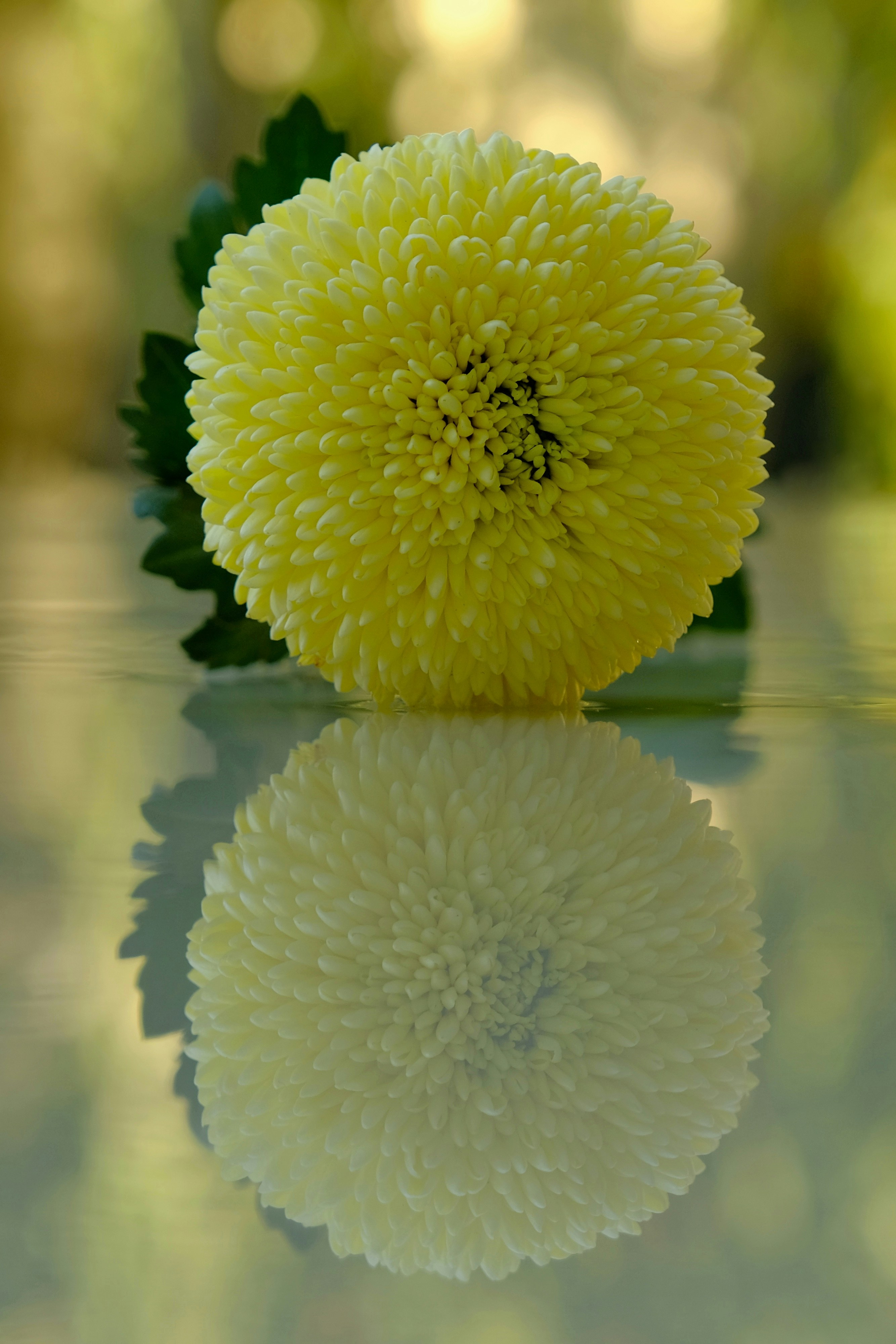 Glow in Glass: A Yellow Chrysanthemum Captured in a Quiet Reflection