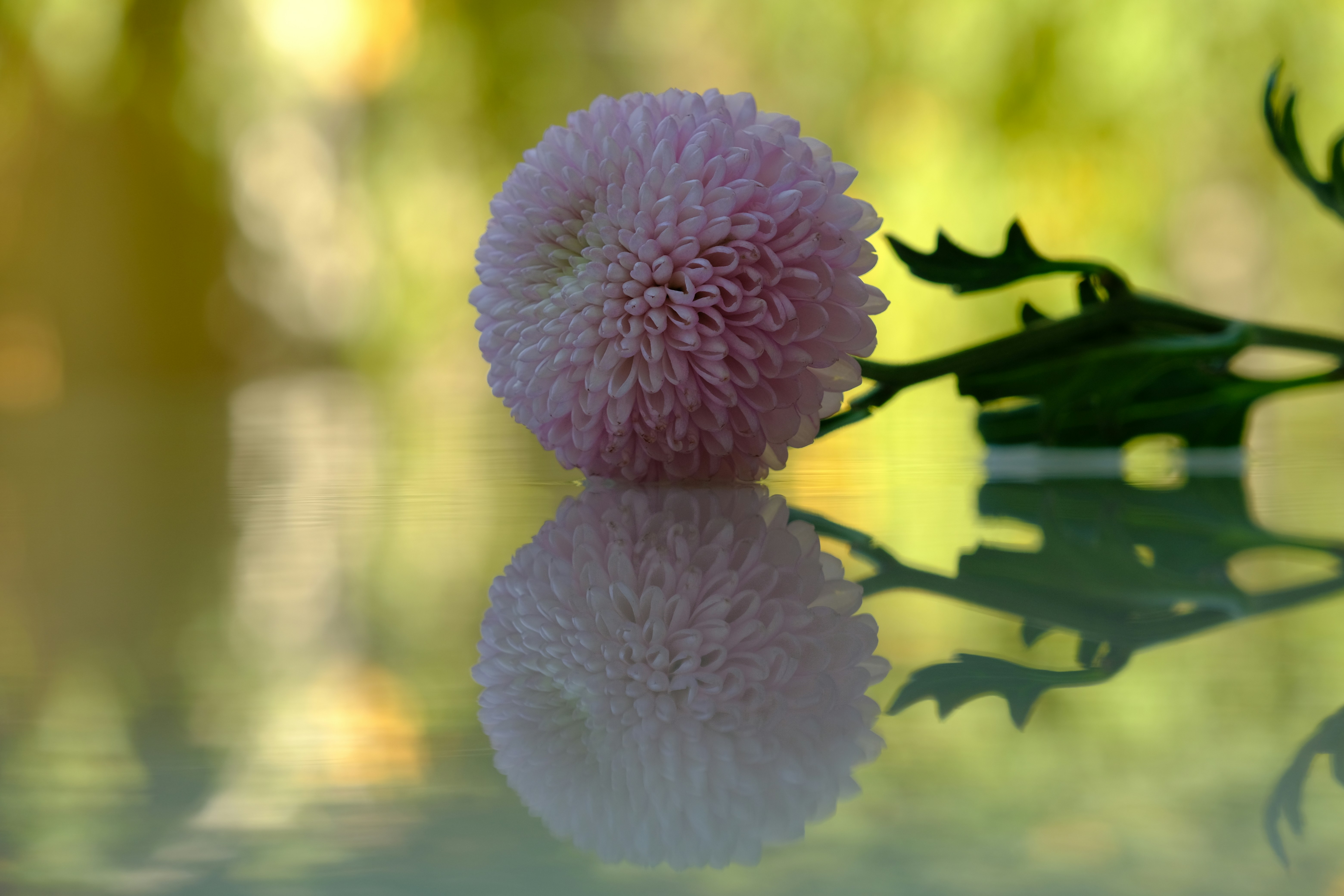 Petal Echo on Glass: Pink Chrysanthemum Reflected in Quiet Water