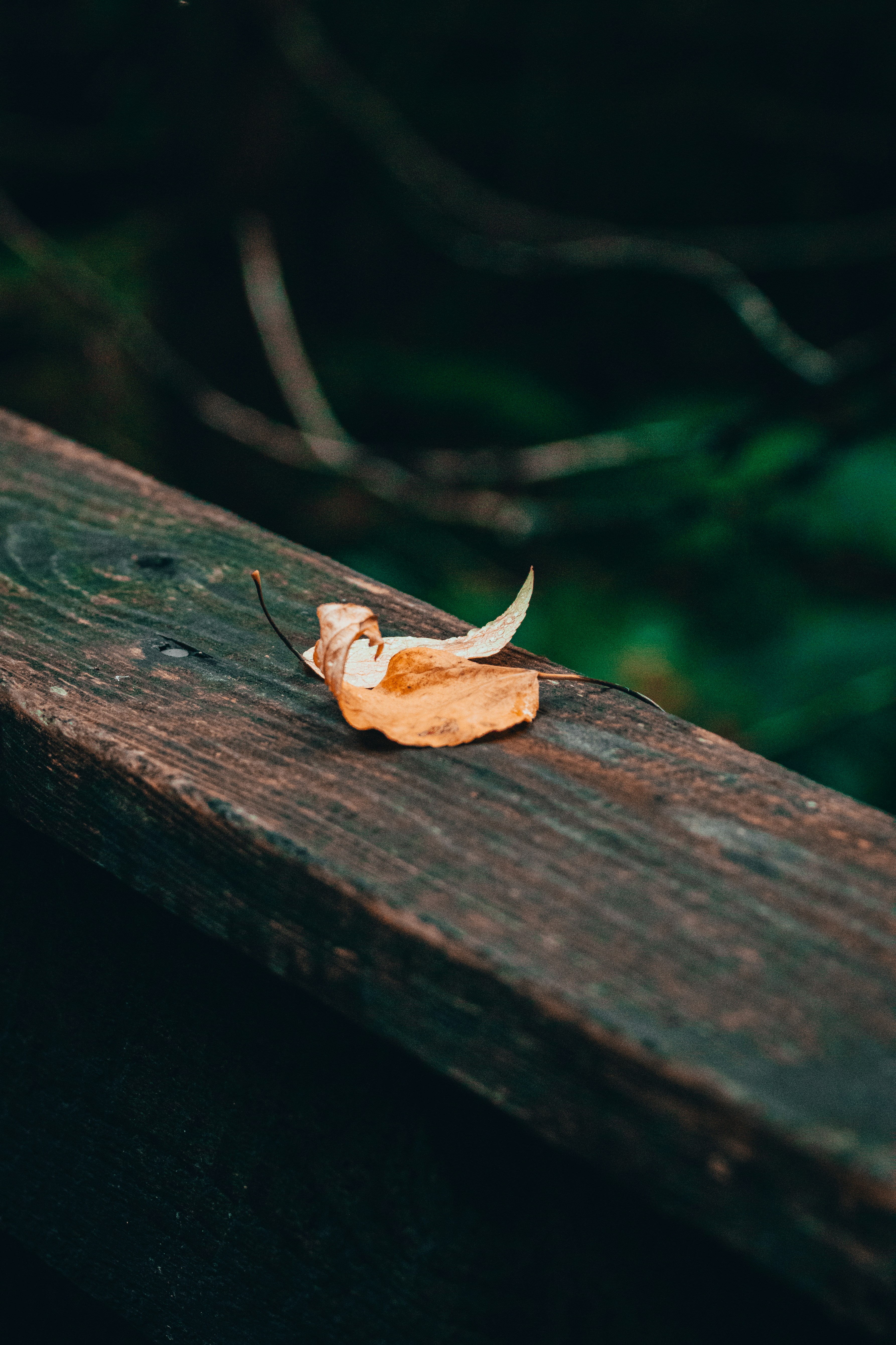 Solitary Orange Leaf Anchors a Weathered Rail in Dim Forest Light