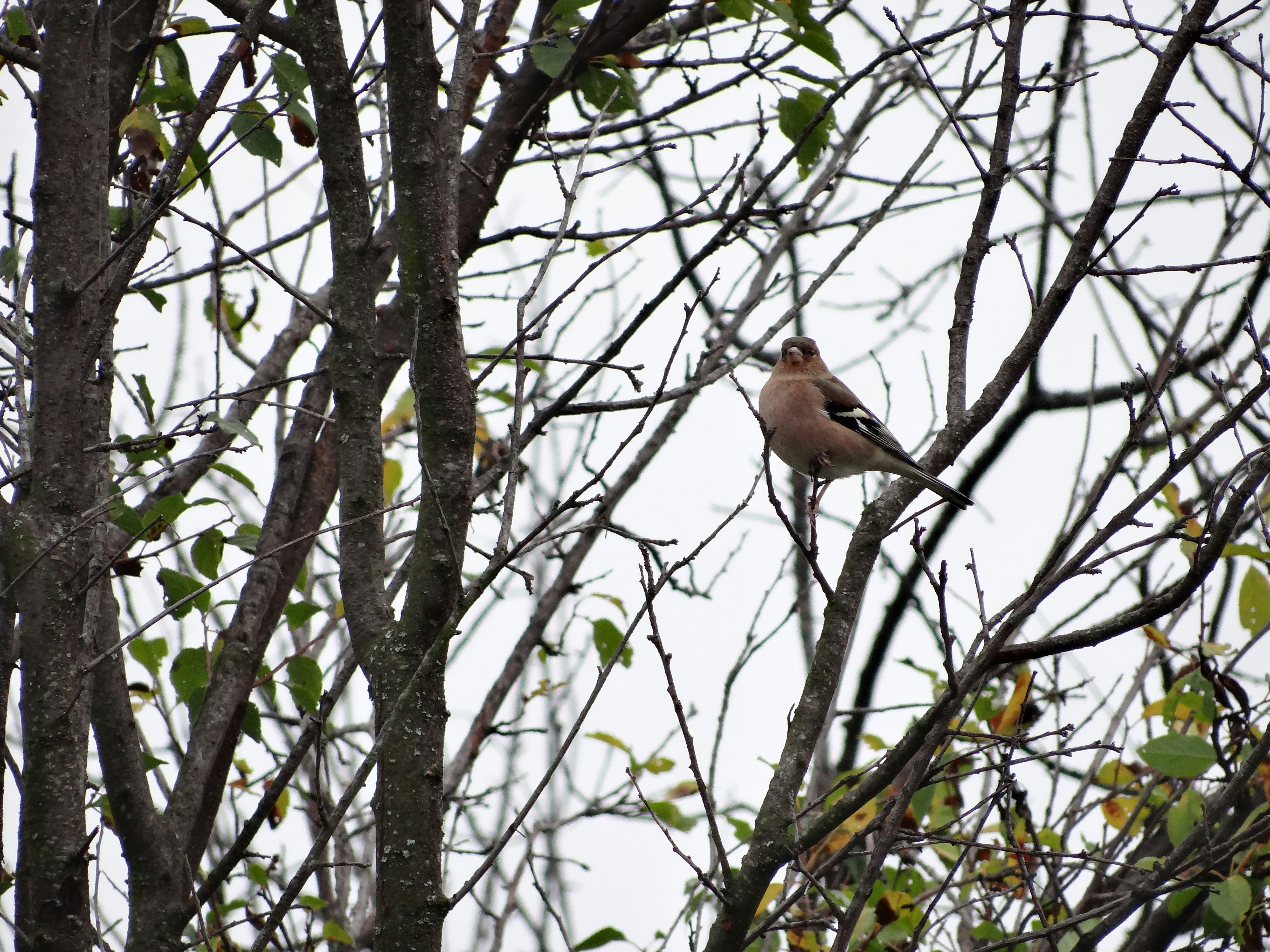 Brown bird perched on a tree branch surrounded by sparse foliage under an overcast sky.