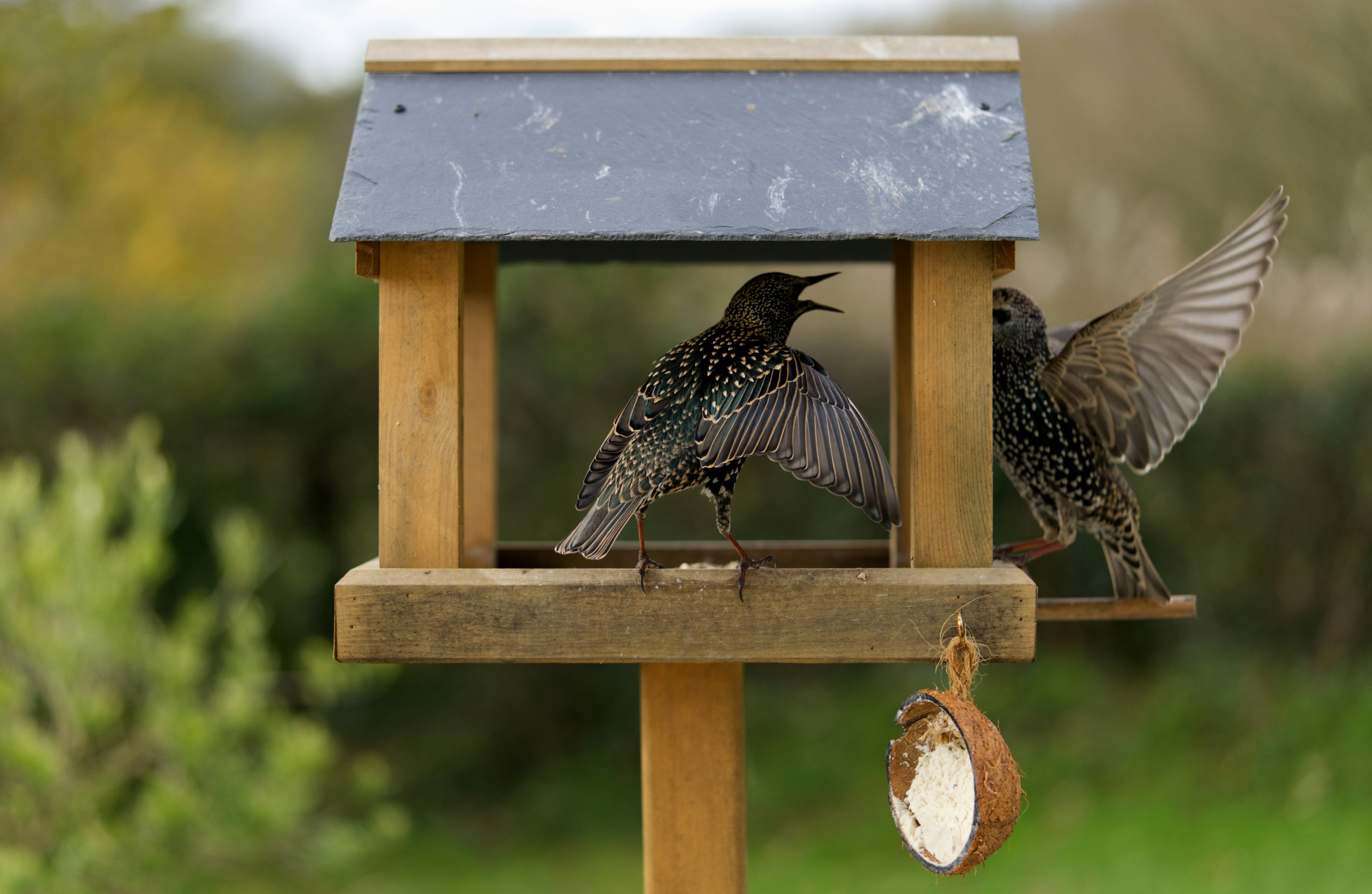 Feathered Interlude: A Pair of Hummingbirds at a Rustic Feeder