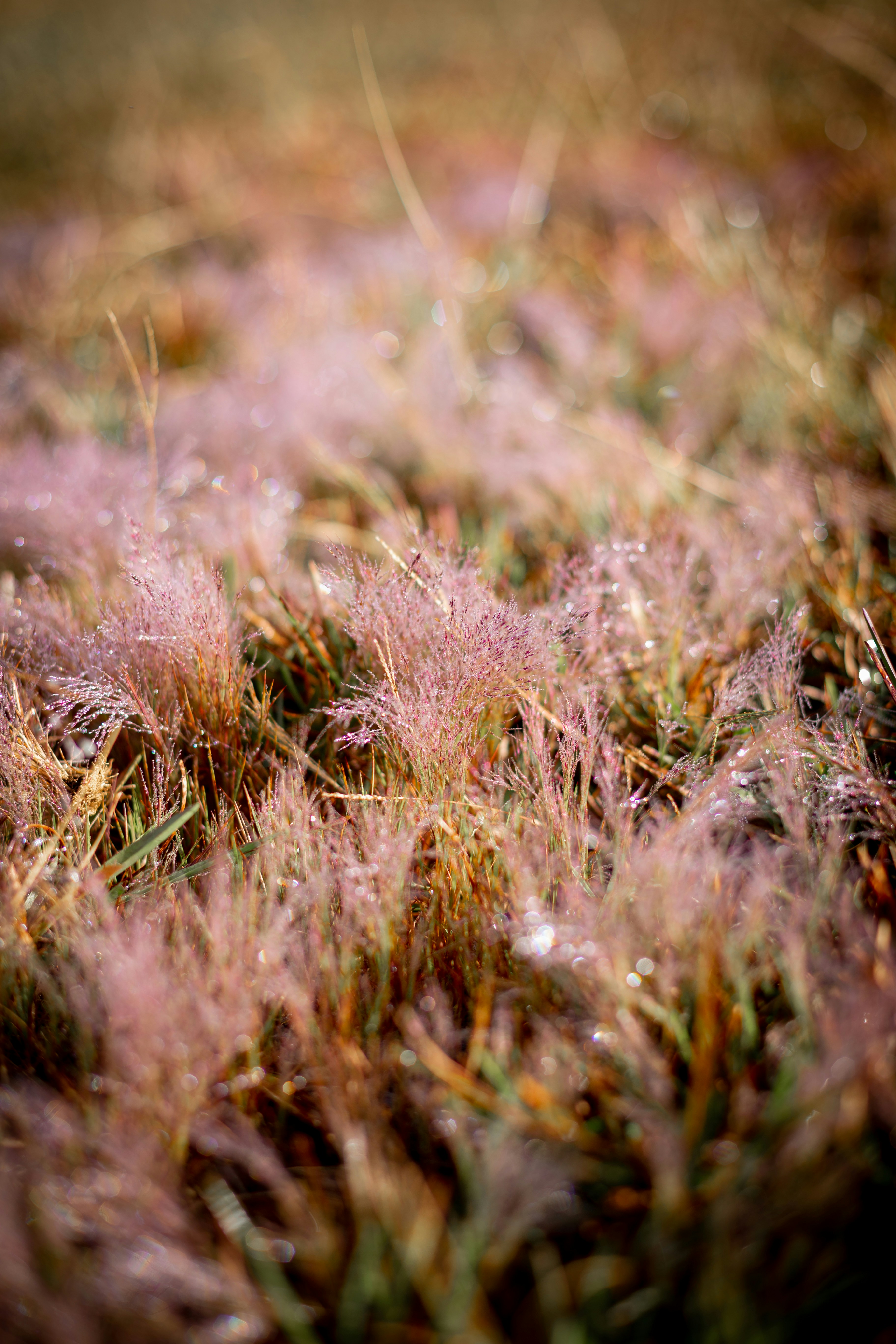 Dusk-Touched Tussocks: A Close-Up of Pink Meadow Grasses