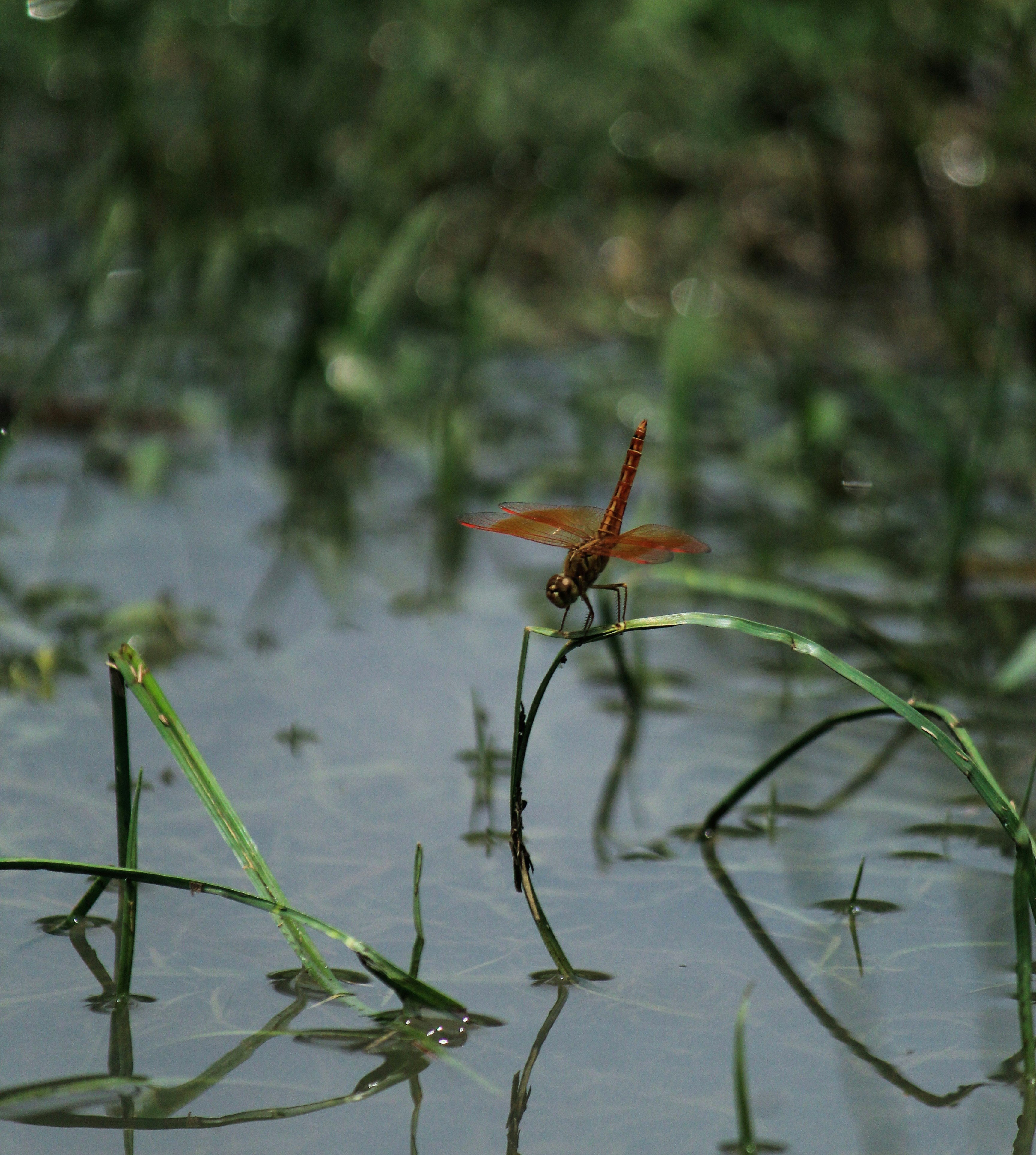 a red dragonfly sitting on top of a plant in the water
