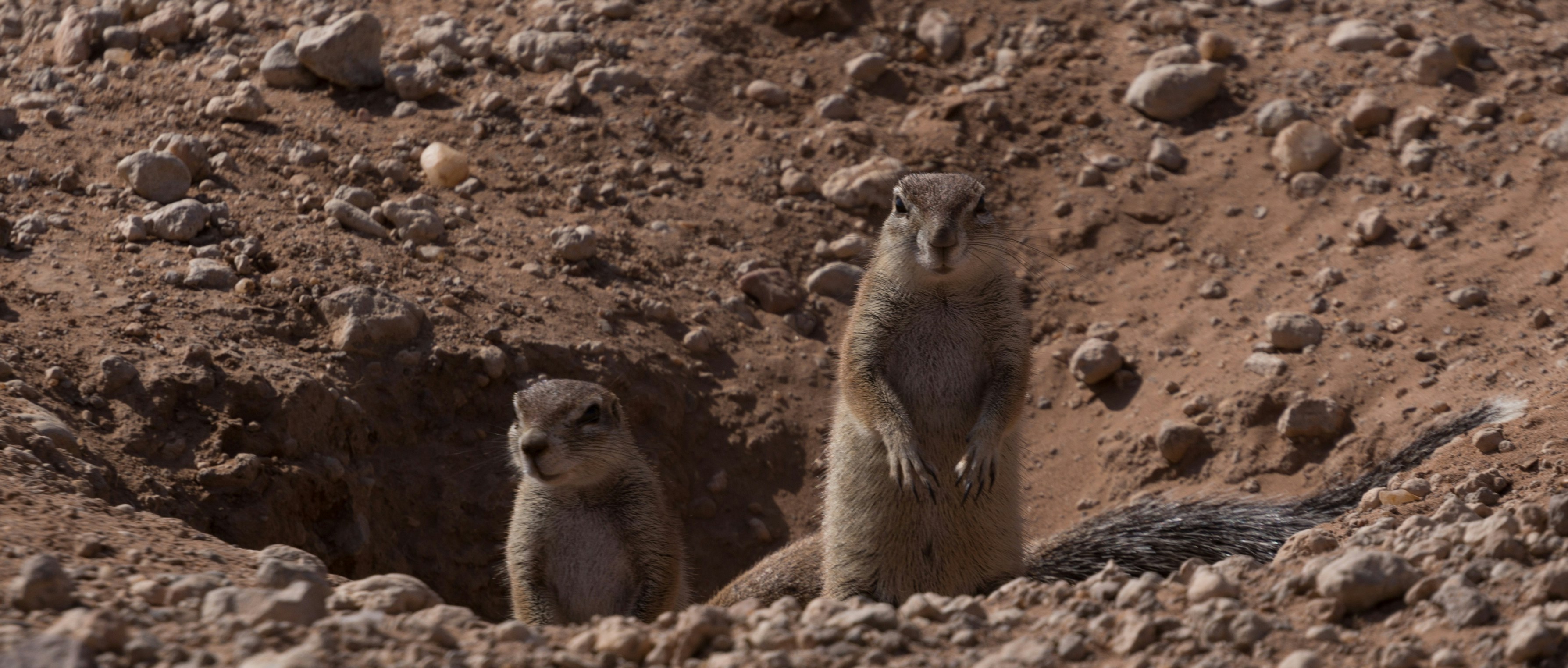 Two Ground Squirrels Guard their Desert Quiet