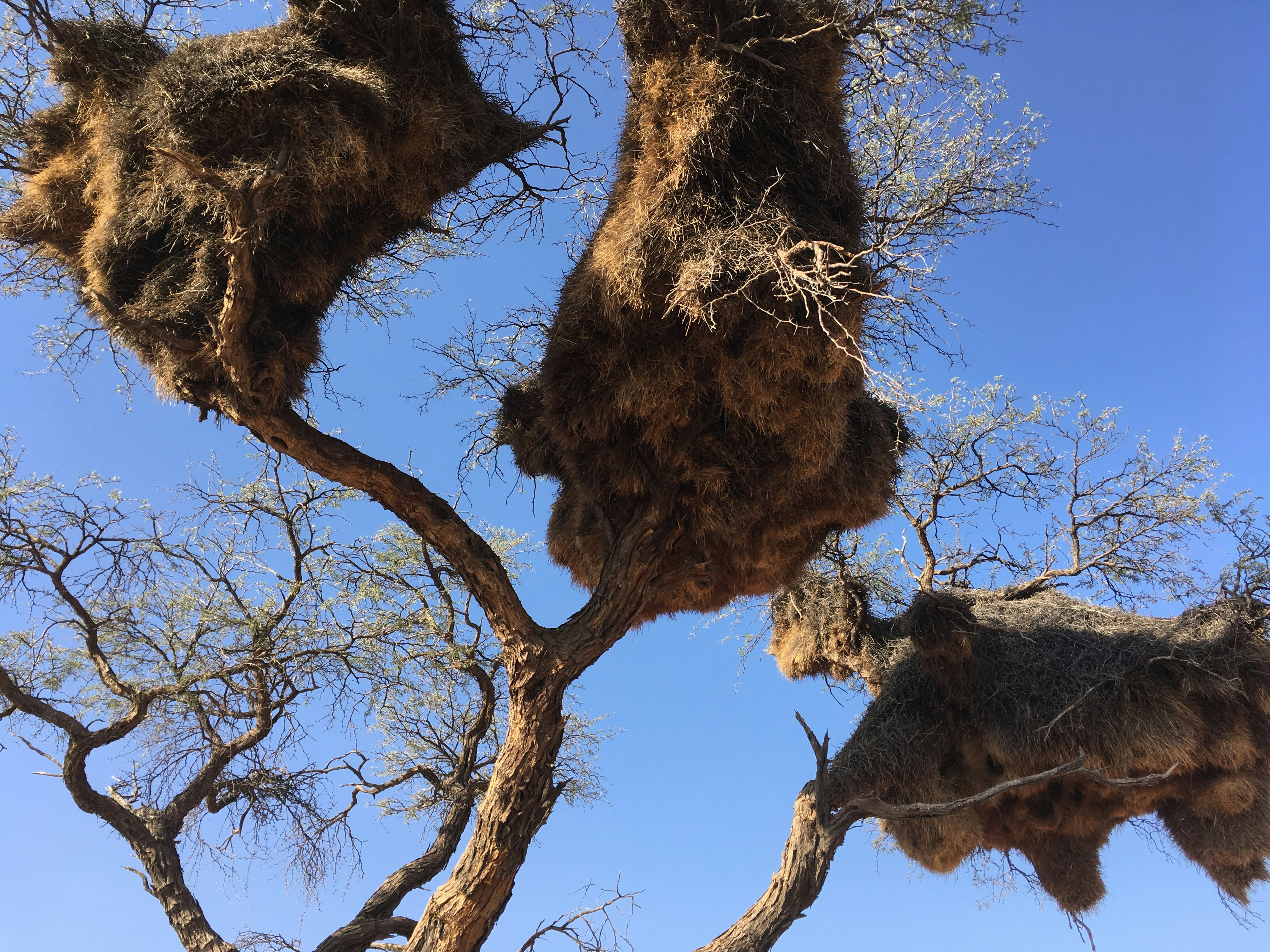 Large communal bird nests hanging from tree branches under a clear blue sky.