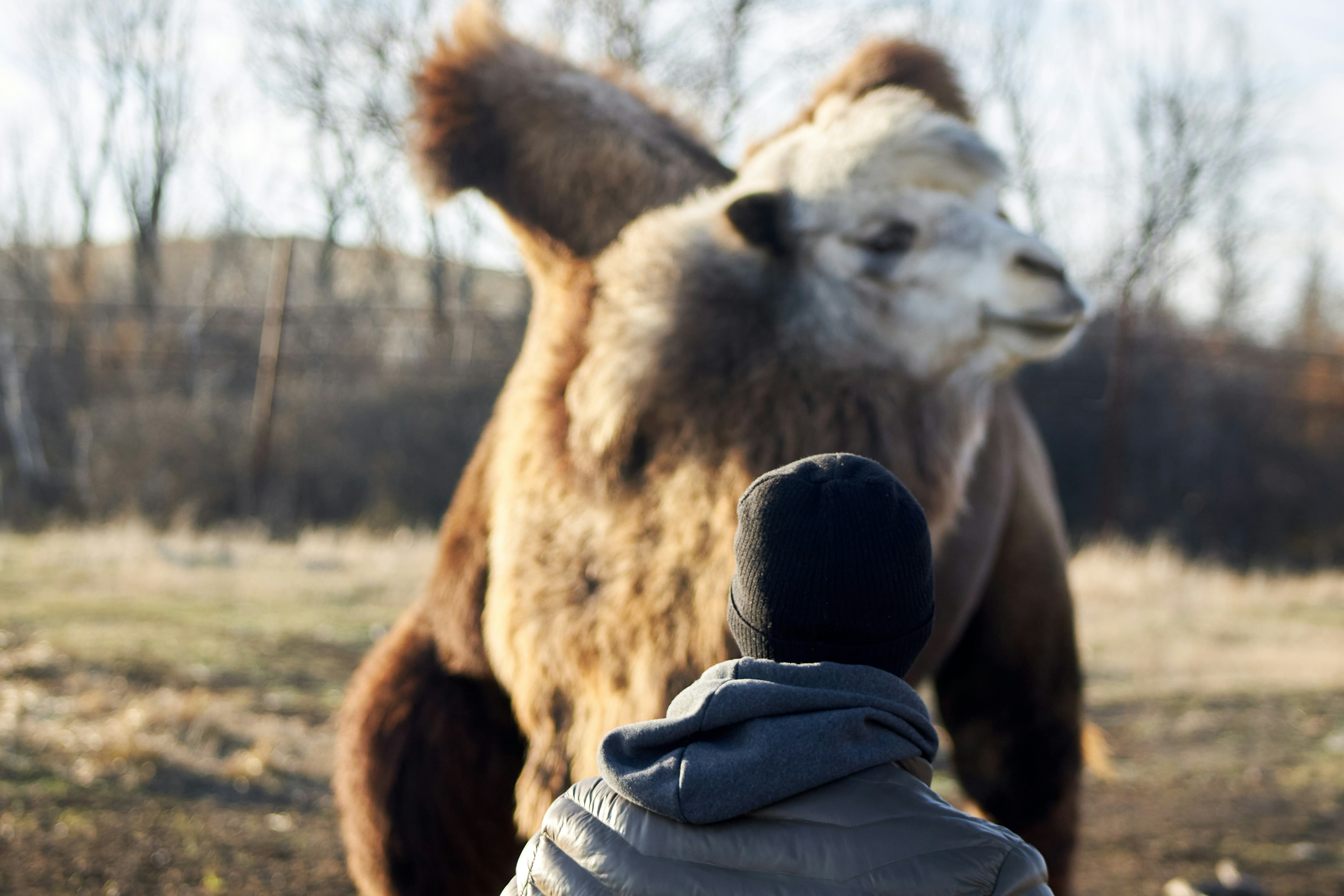 Whispered Encounter in the Open Field: A Person Meets a Camel