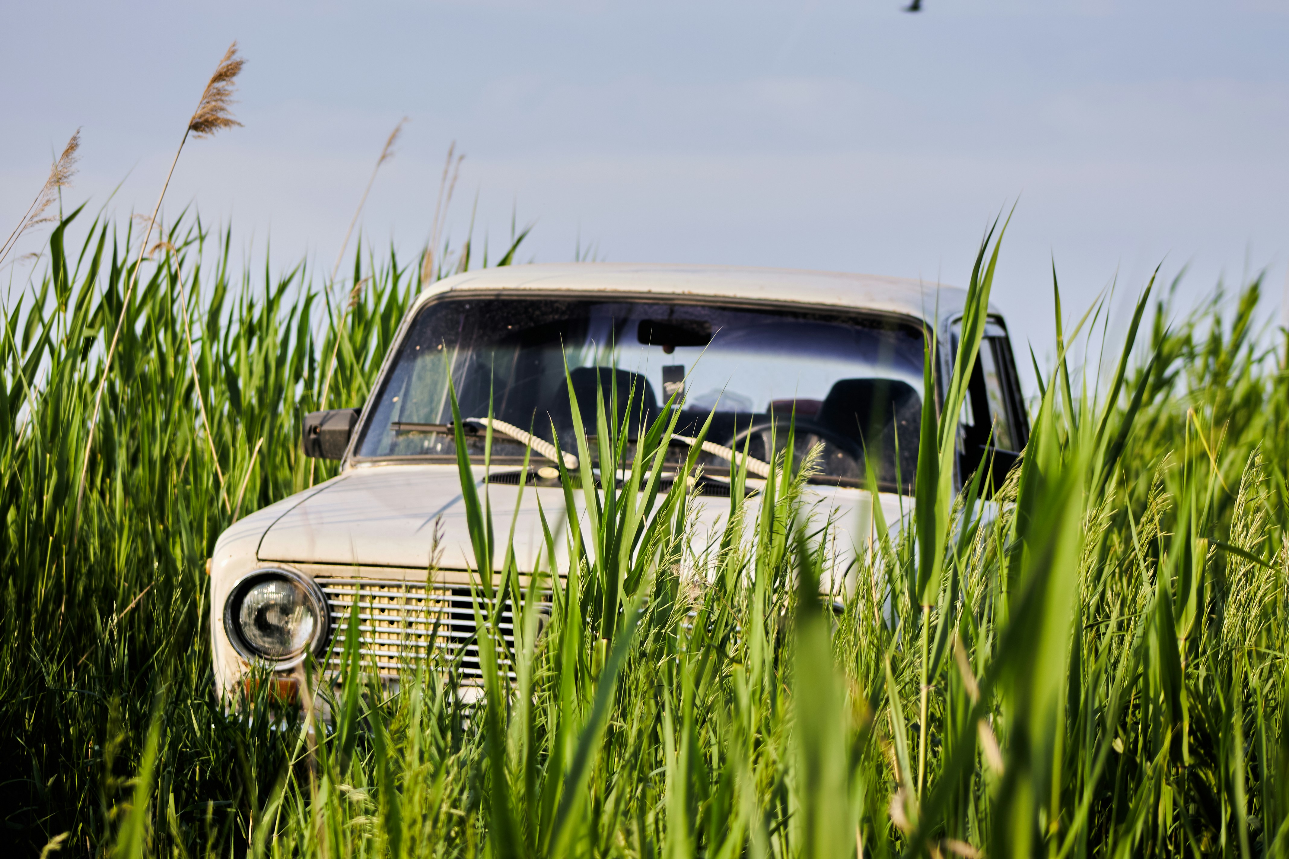 Abandoned car partially concealed by tall grass, evoking a sense of nostalgia and nature reclaiming its space.