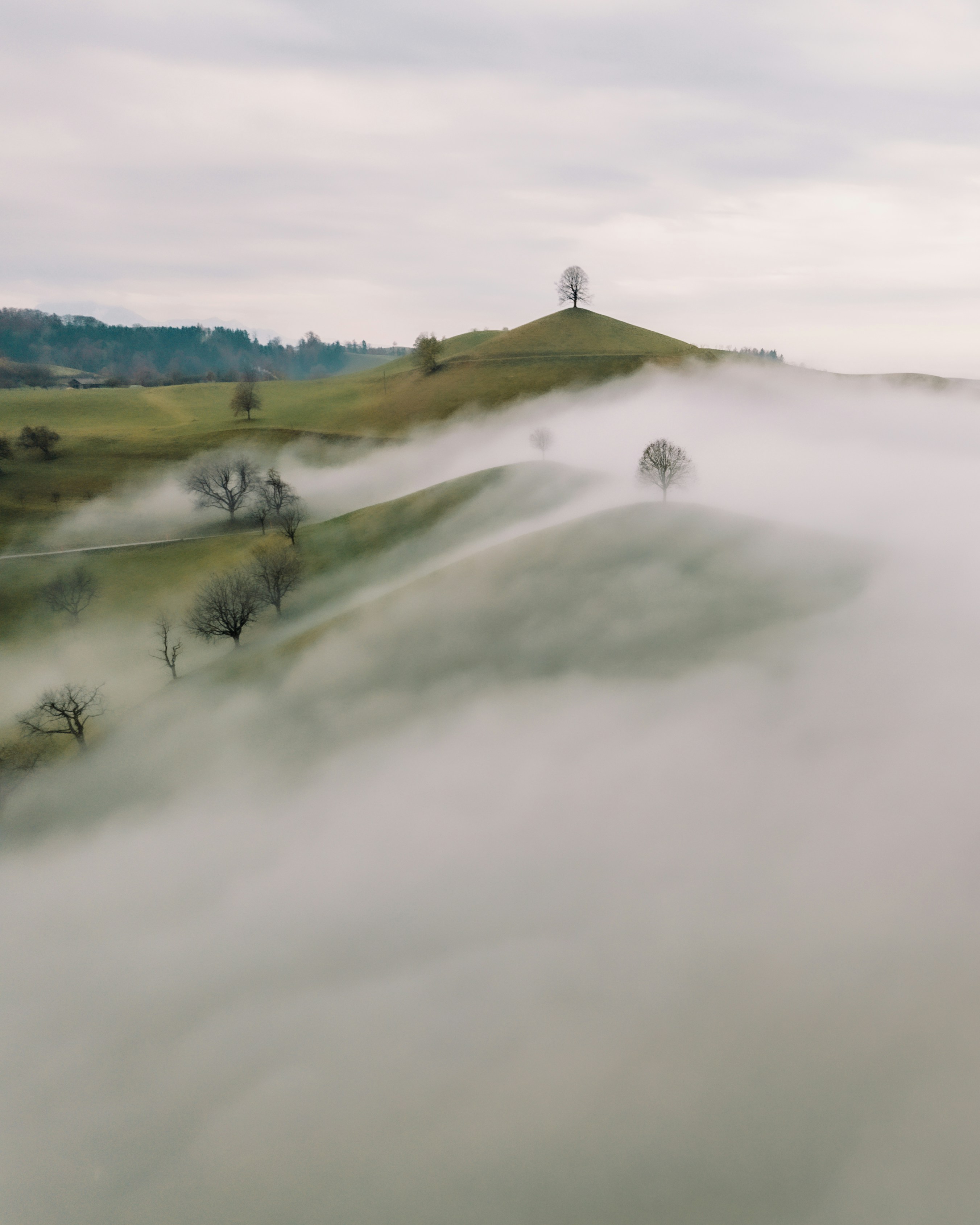 A solitary tree stands atop a gentle hill, surrounded by rolling fog that envelops the landscape. The serene atmosphere evokes a sense of tranquility.