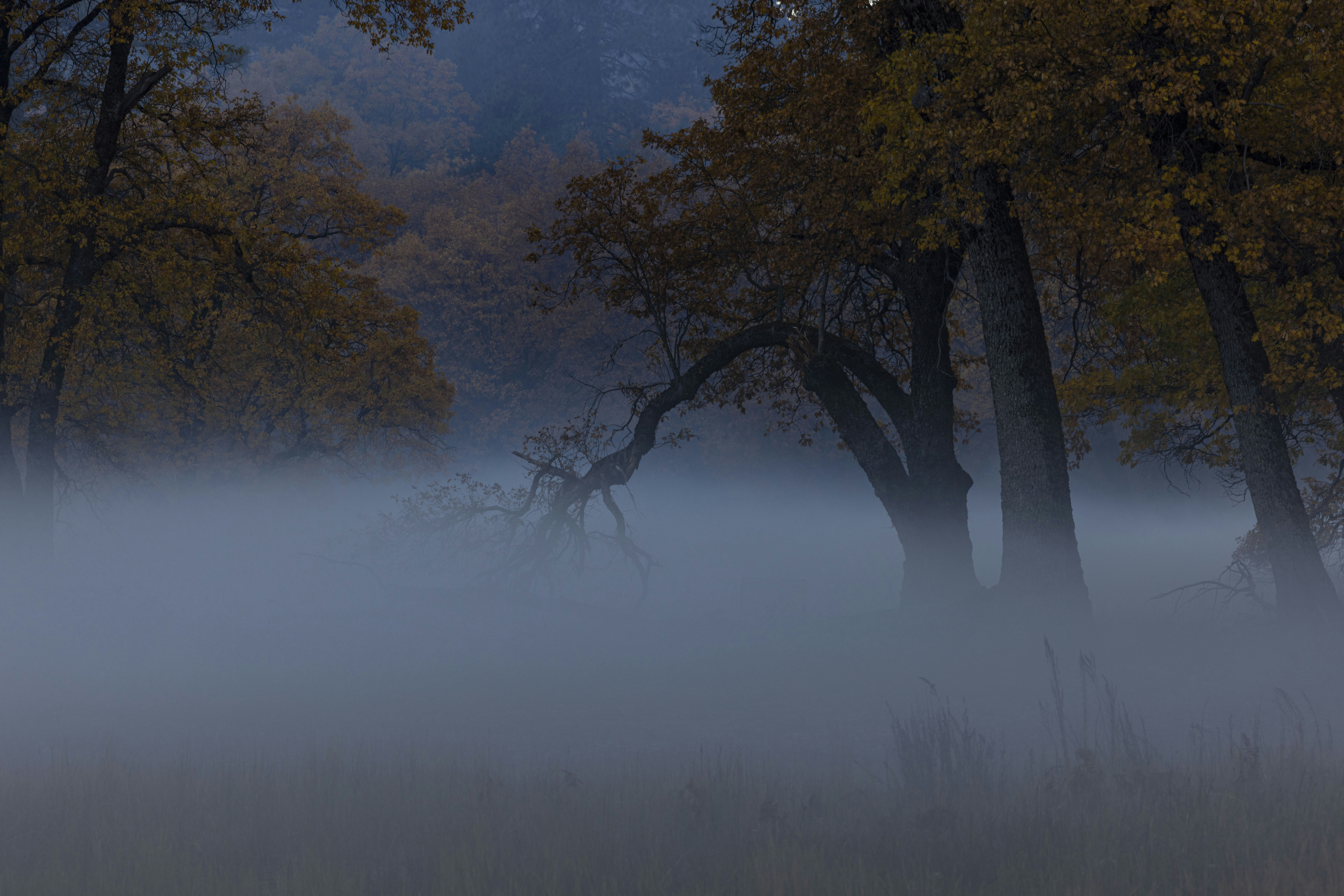 Blue Hour Fog Carpet: The Arched Trees of Autumn