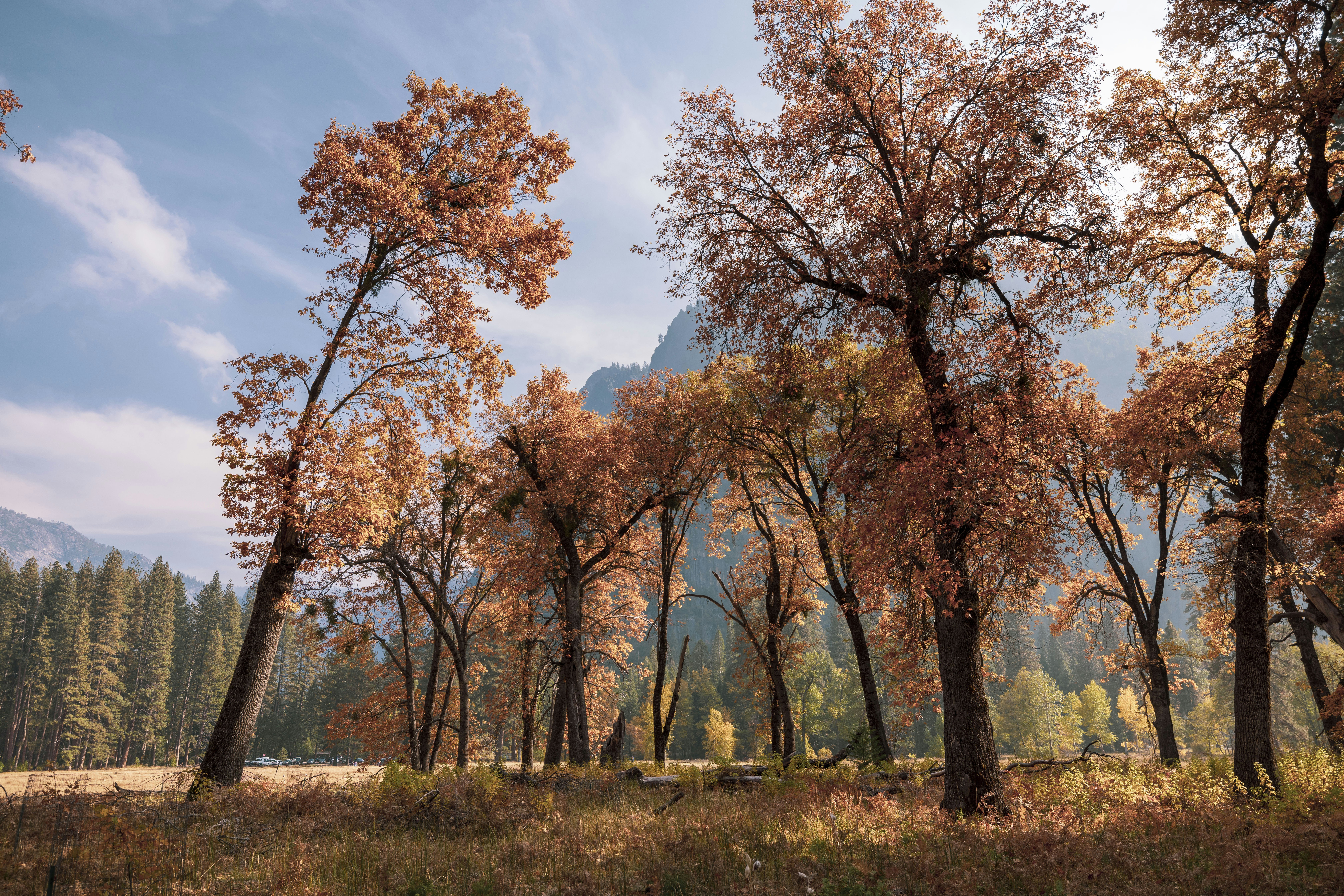 A group of trees that are standing in the grass photo – Free Brown ...