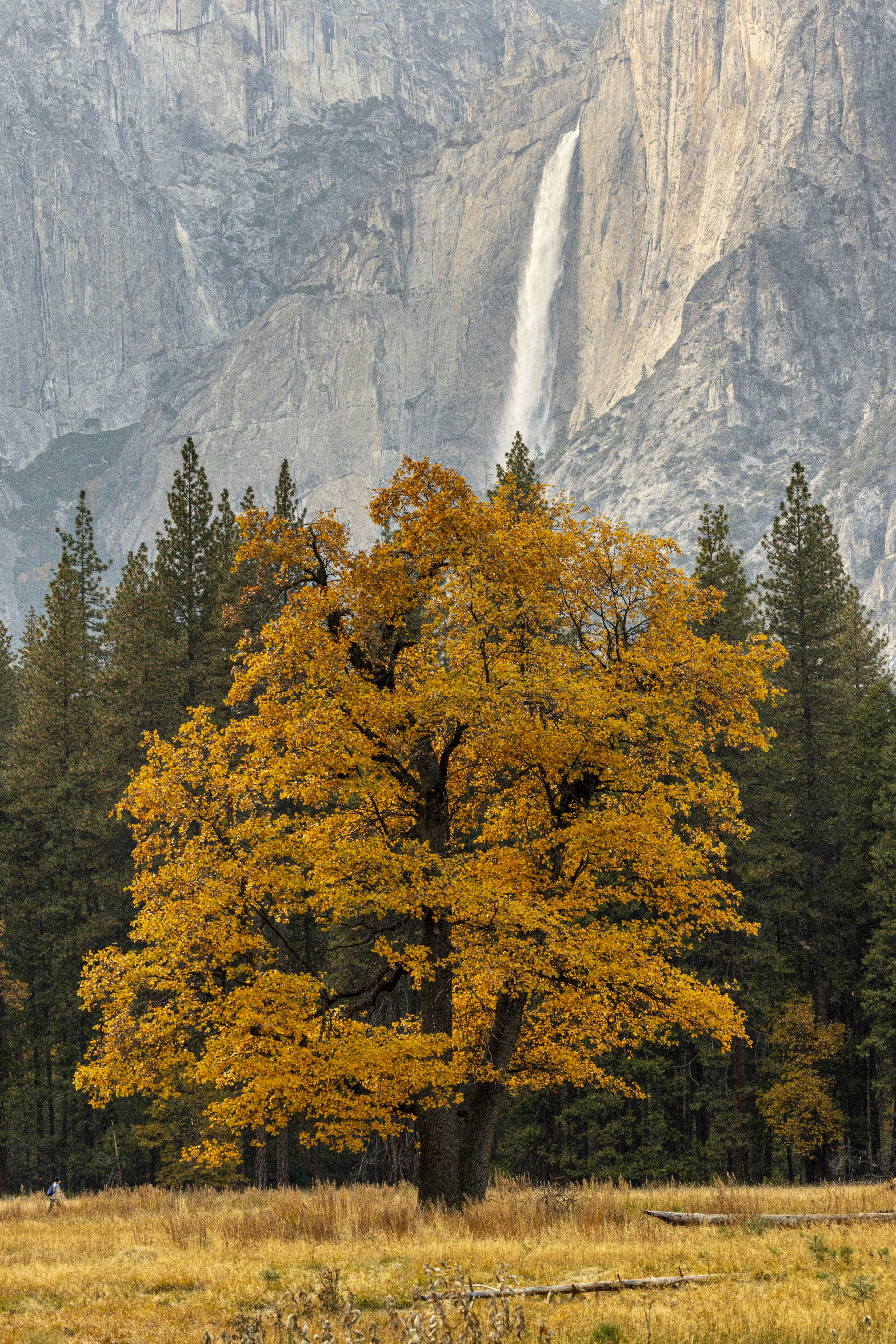 A large tree in a field with a waterfall in the background photo – Free ...