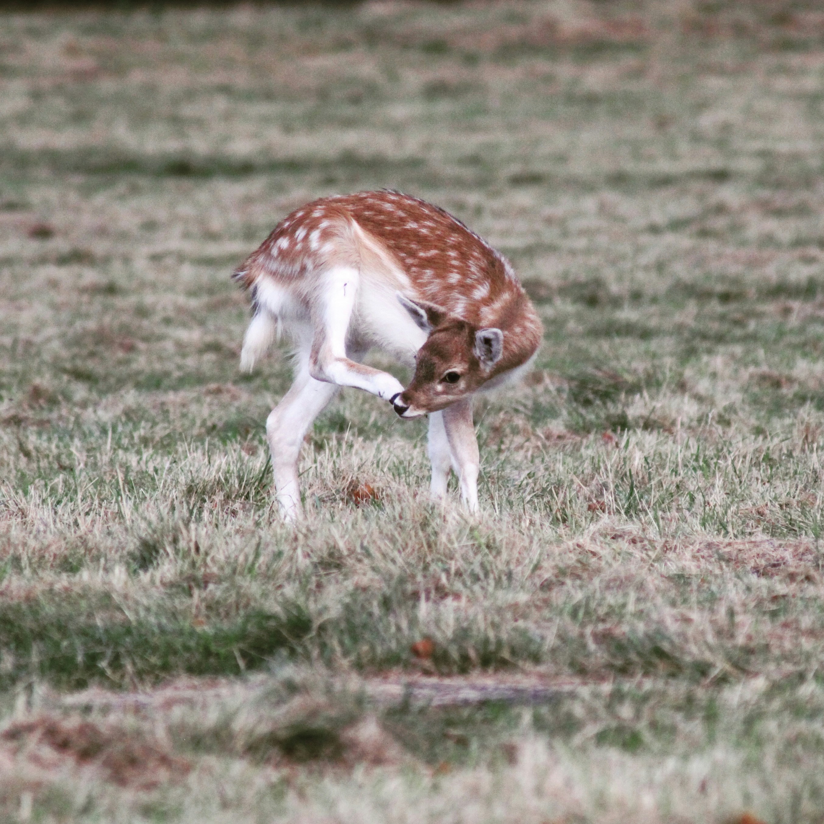 Doe's Ground-Scan in a Dappled Field