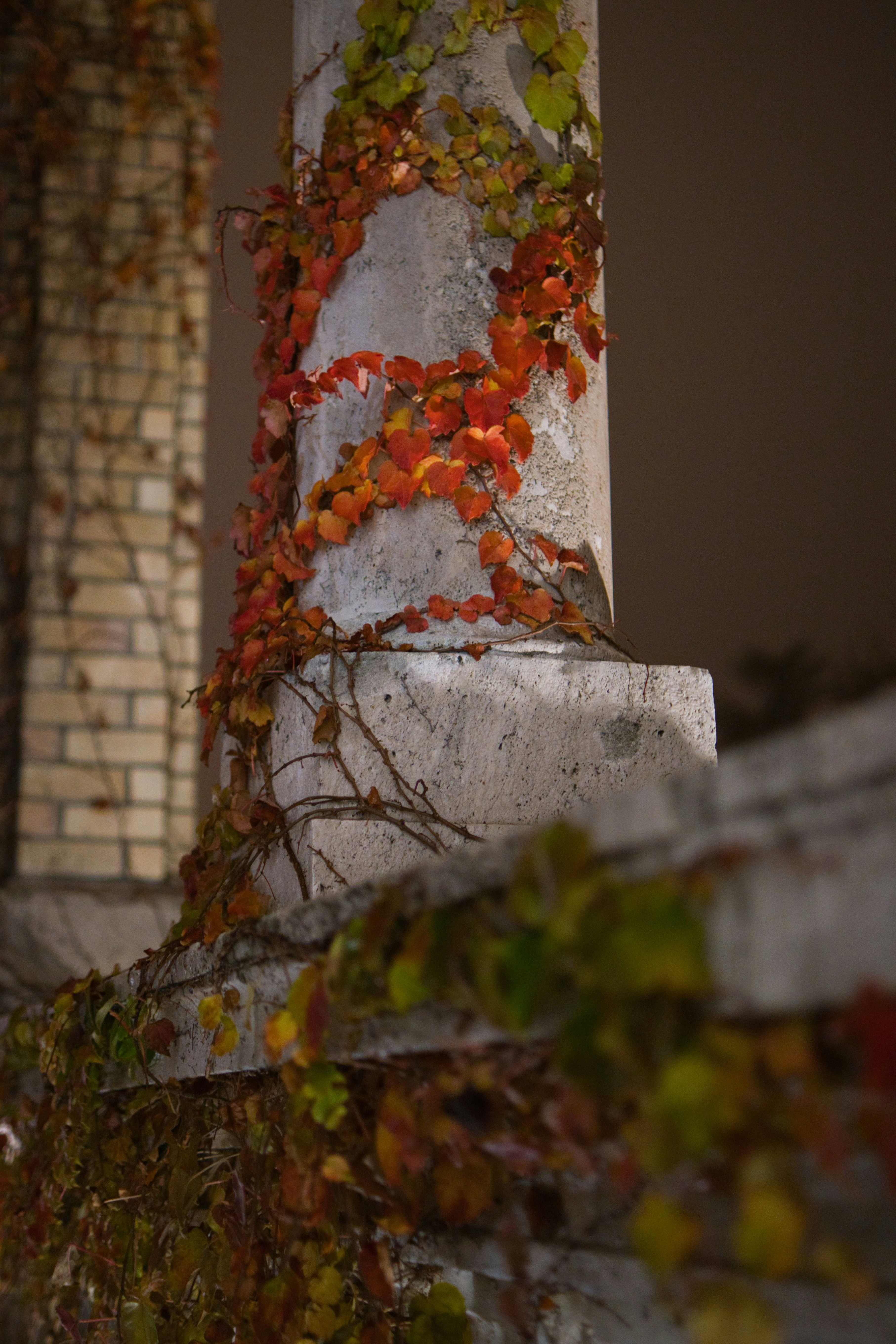 Crimson Ivy Embrace: A Concrete Column in Autumn Quiet