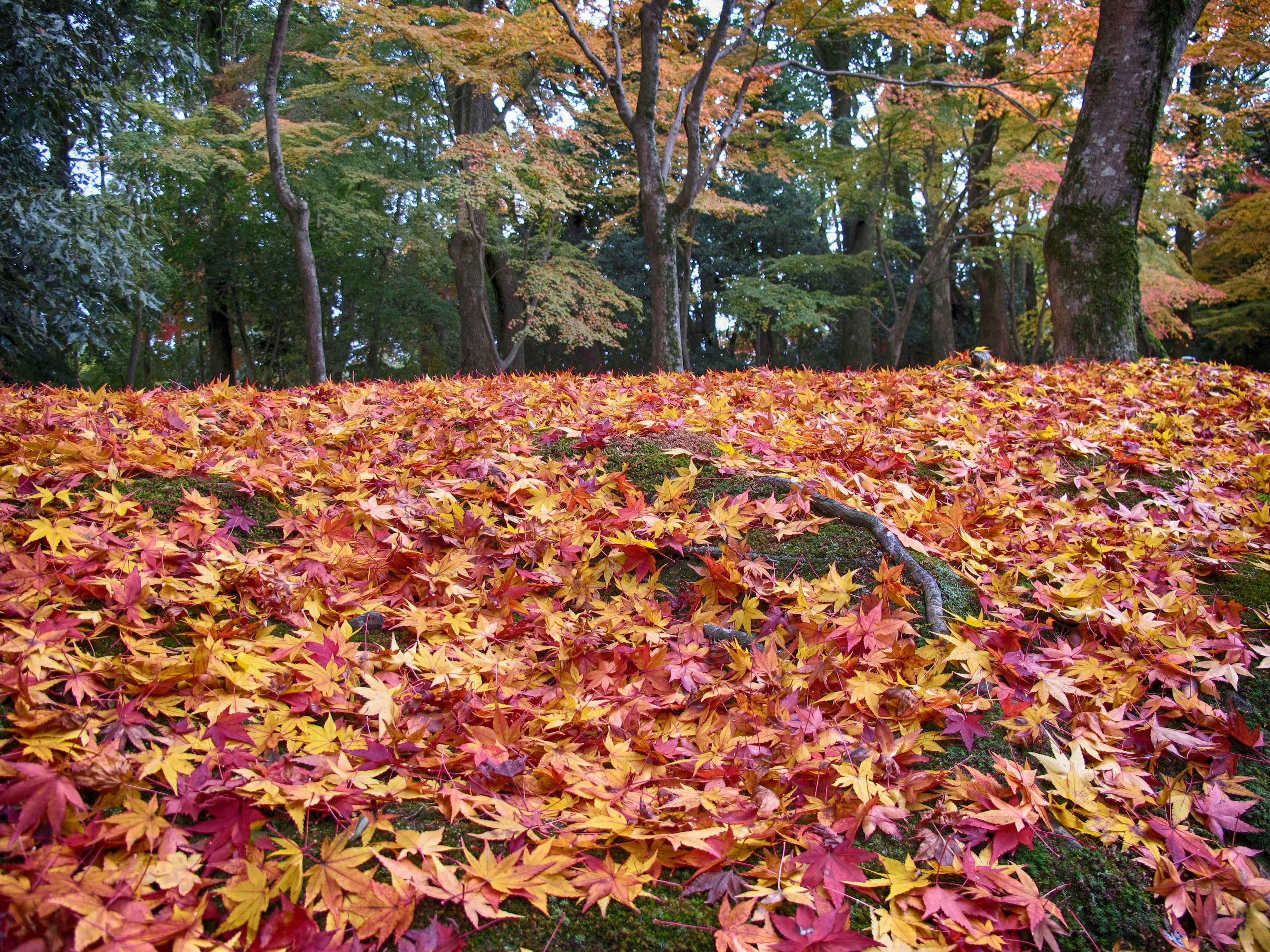 Colorful maple leaves blanket the ground in a serene forest, showcasing the beauty of autumn. The scene invites tranquility and reflection.