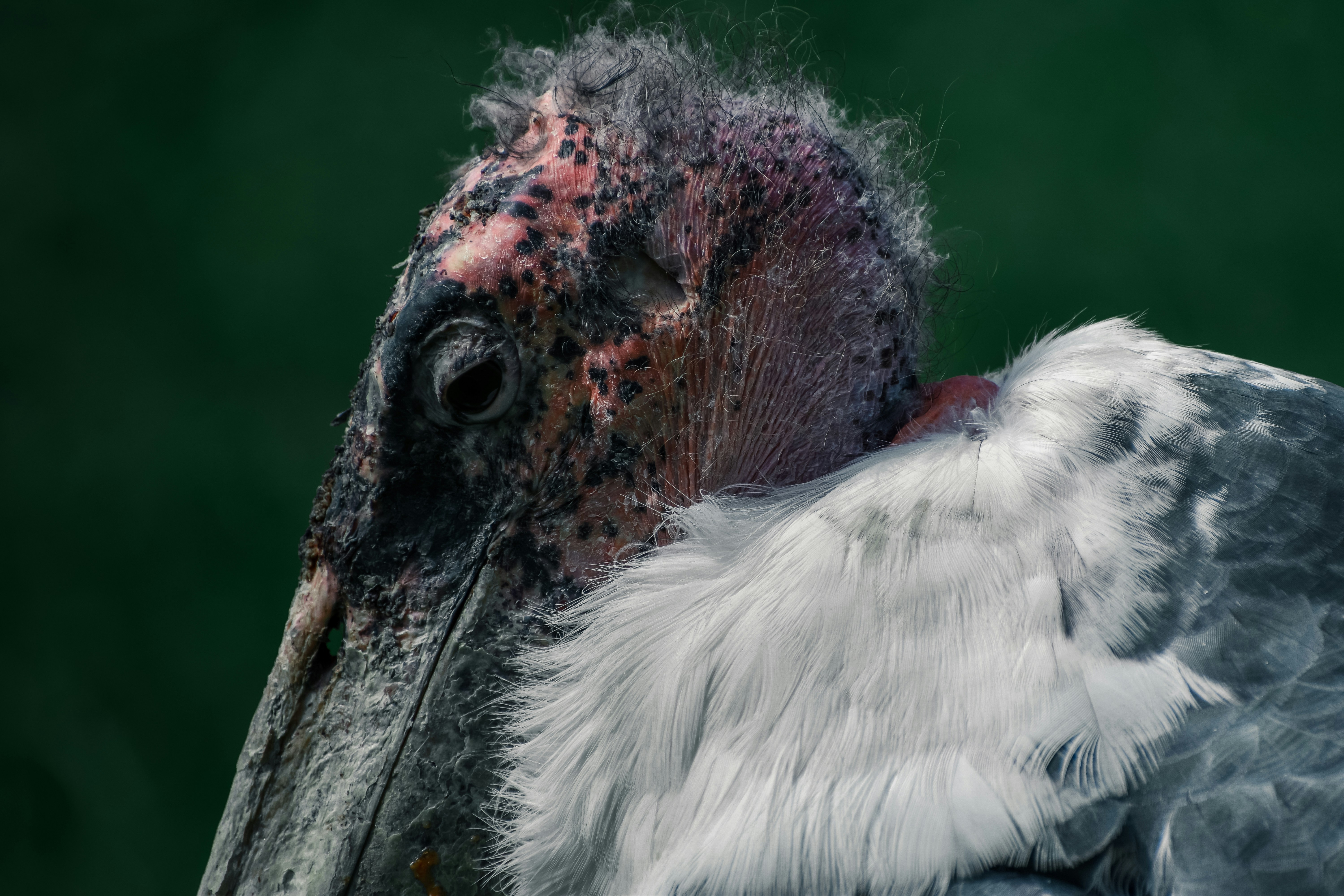 Close-up of a marabou stork showcasing its unique features and textures against a muted green background.