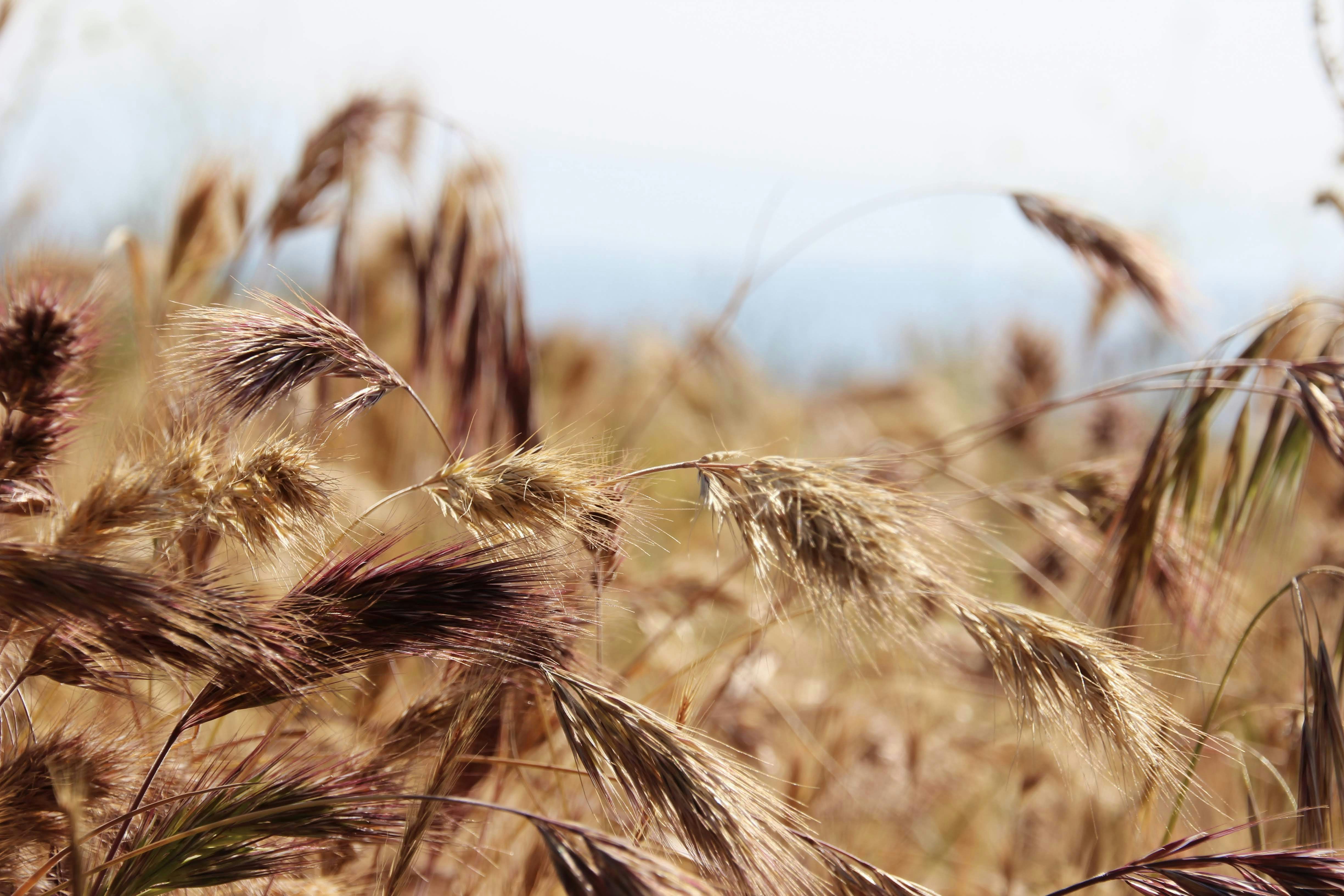 A field of tall brown grass with a sky in the background photo – Free ...