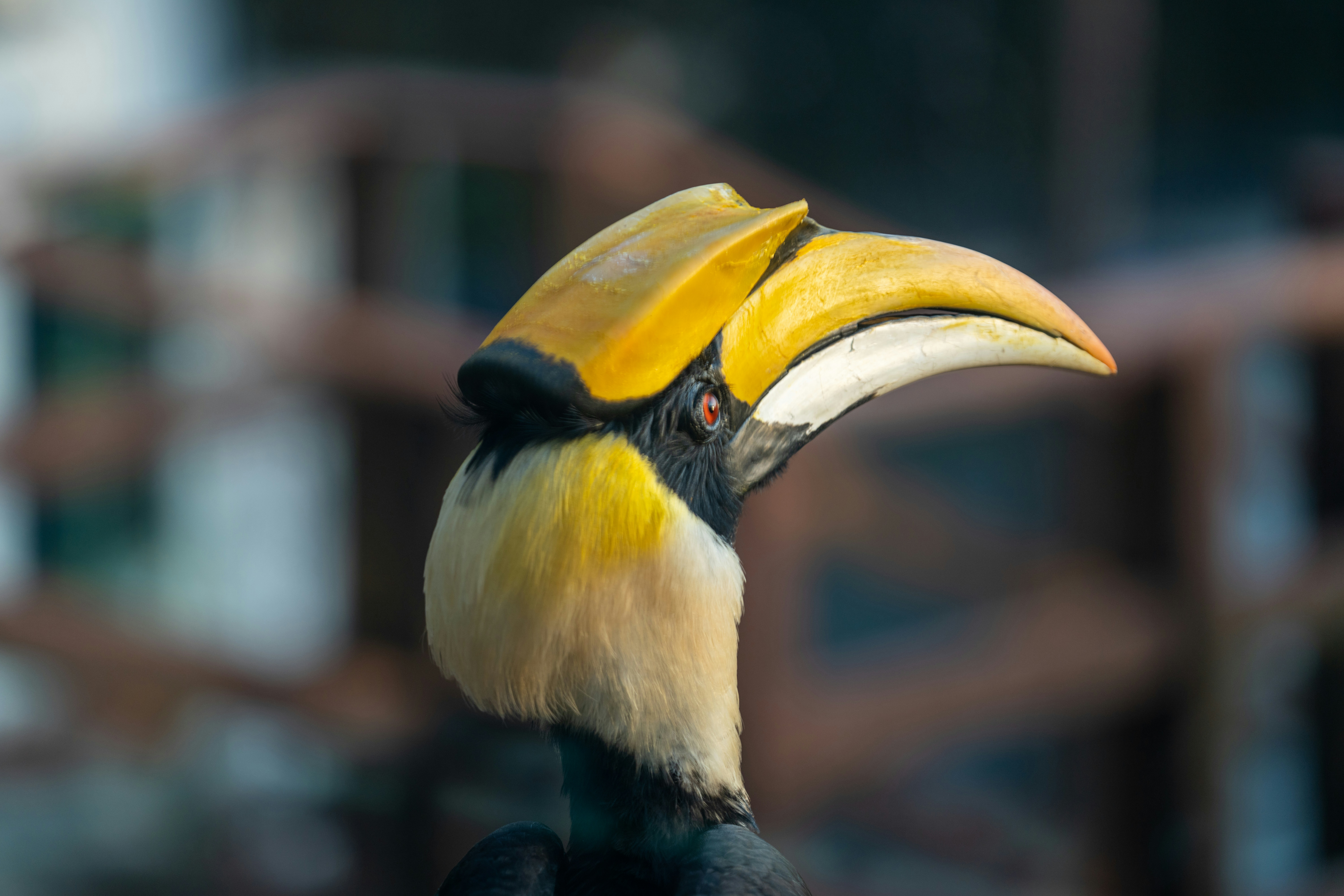 Yellow-Billed Toucan Portrait: Bold Beak Against a Soft Blur
