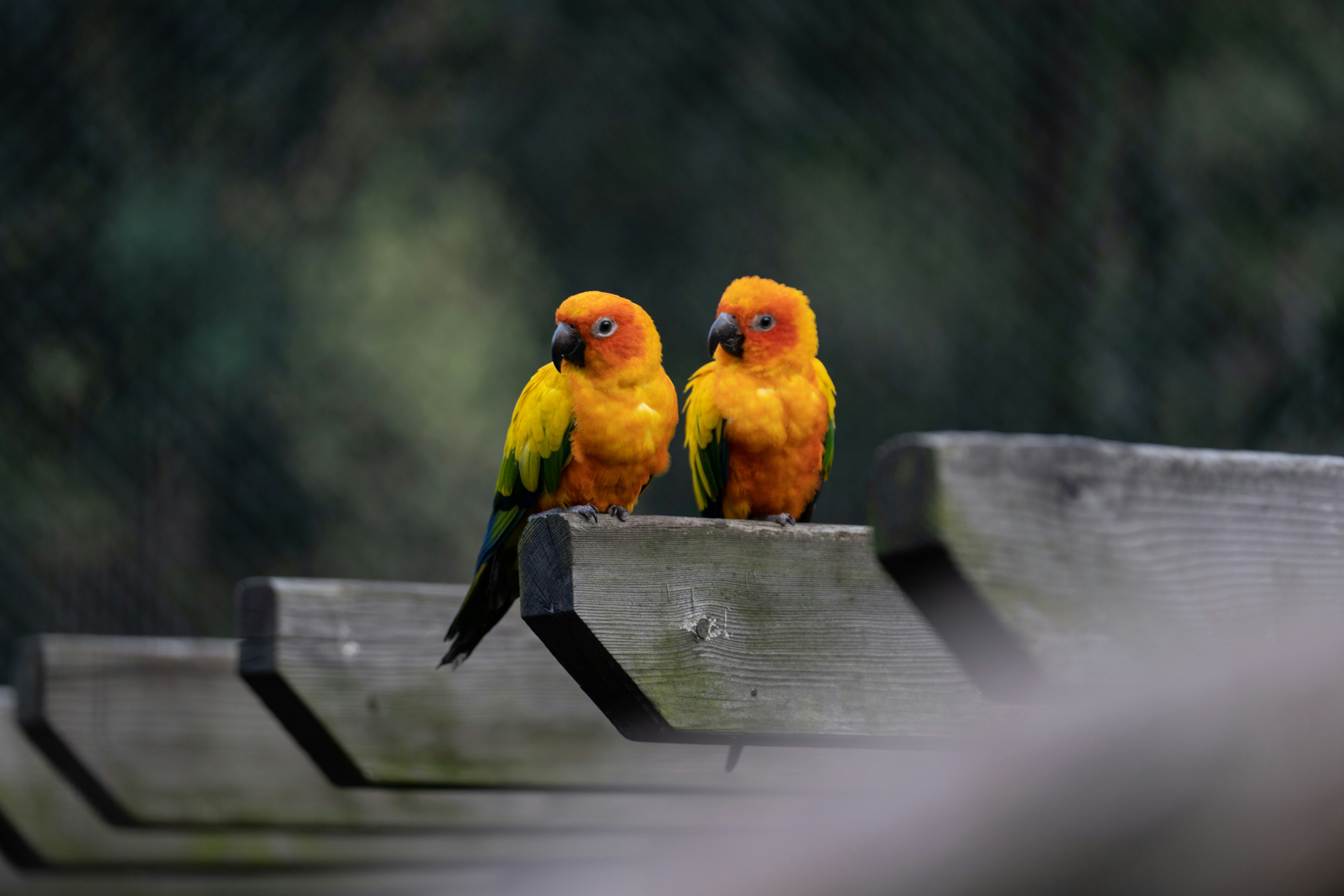 Twin Lorikeets Perched on Weathered Wood Rail