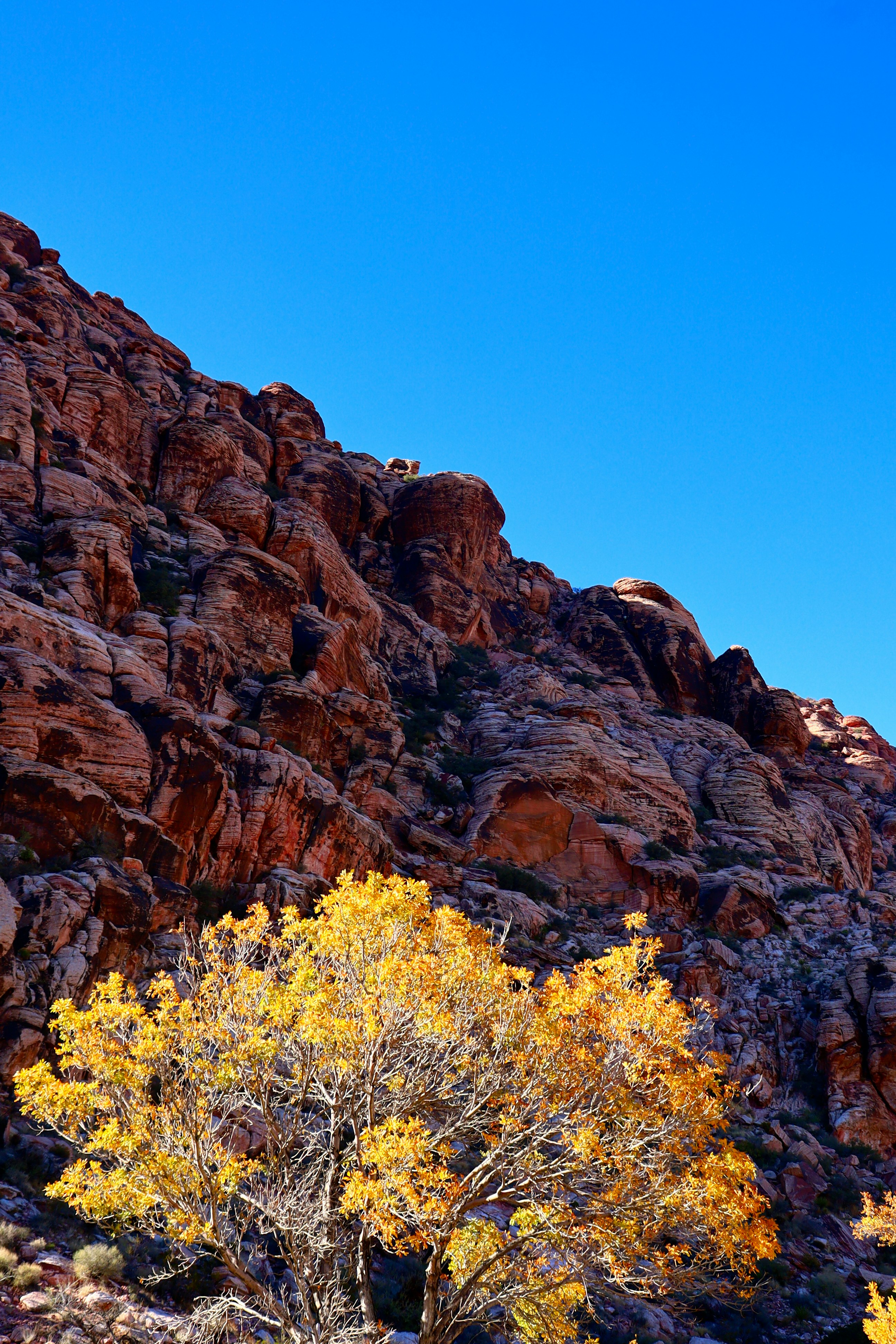 Golden Foliage at the Foot of Crimson Cliffs