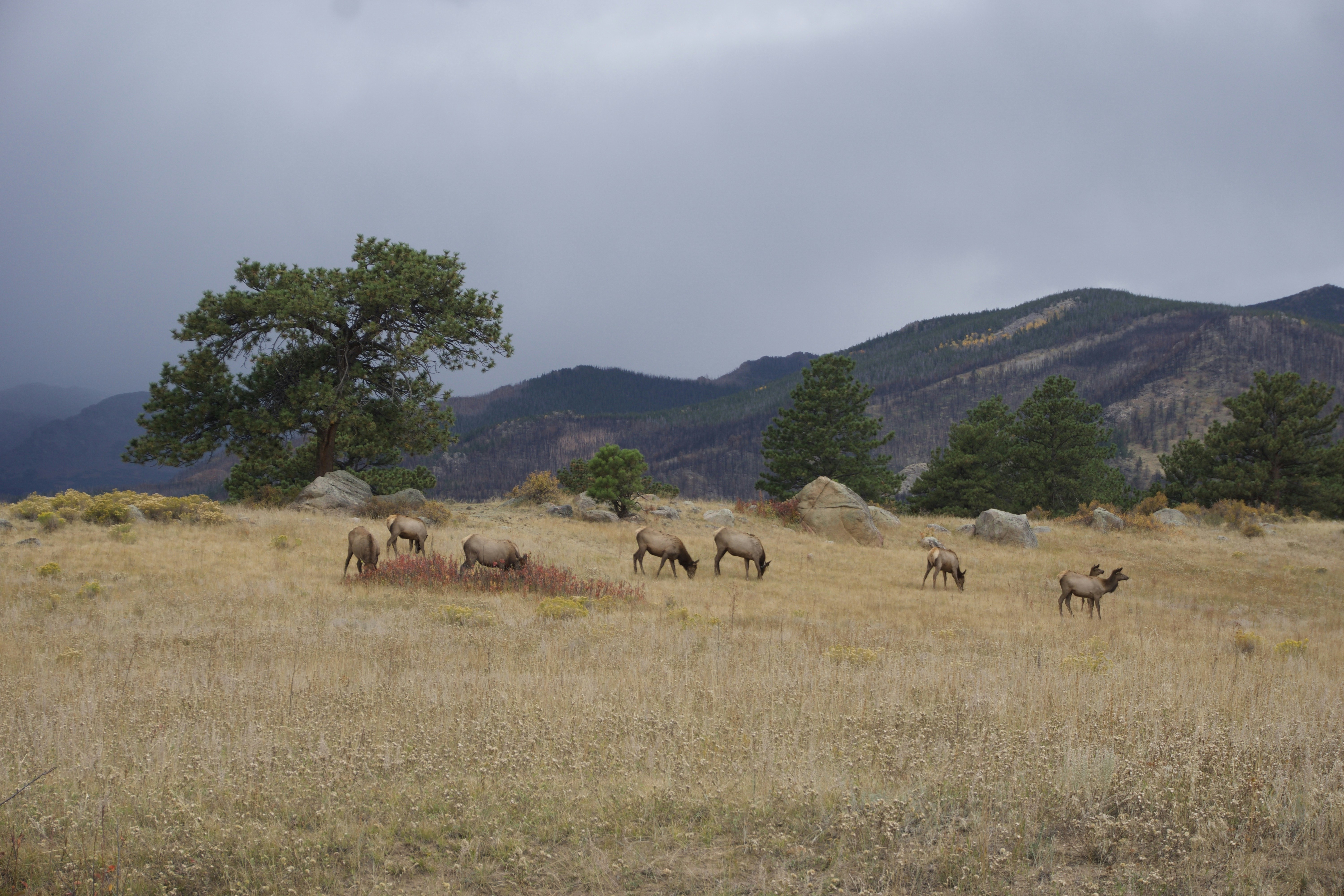 A herd of animals grazing on a dry grass field photo – Free Animal ...