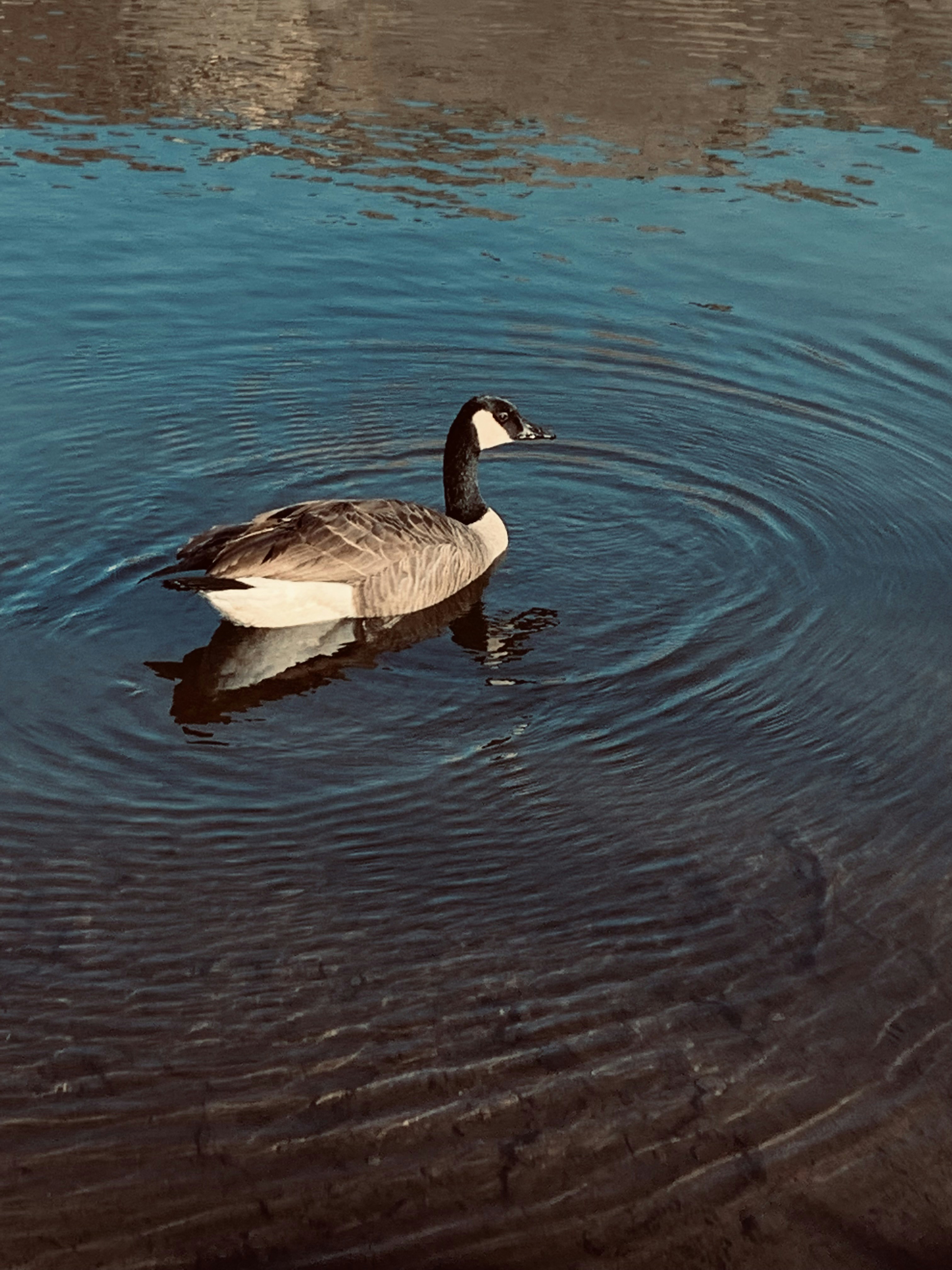 Canada goose gliding gracefully across calm water, creating gentle ripples. The scene captures a tranquil moment in nature.