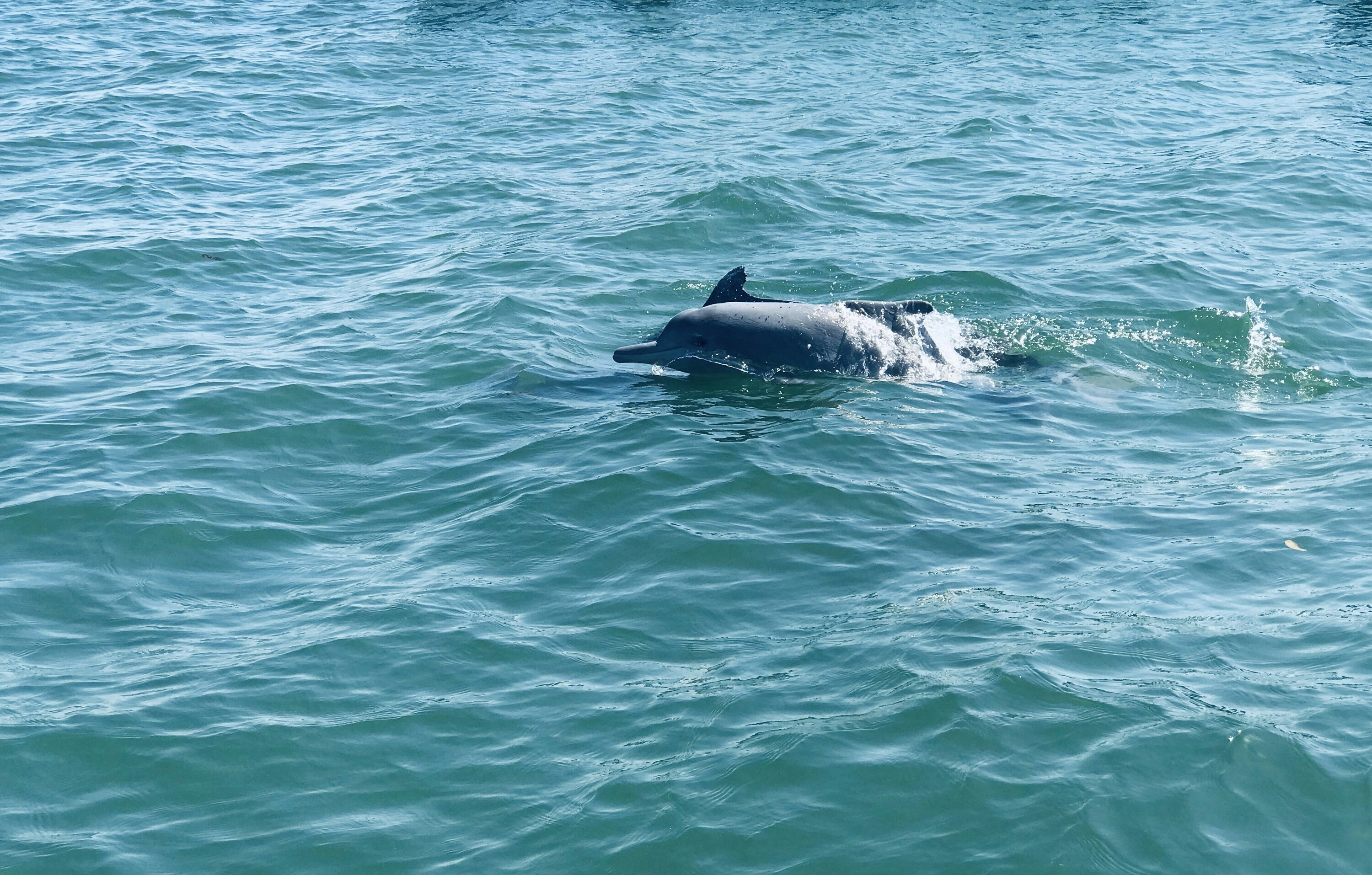 Dolphin Break in Turquoise Seas