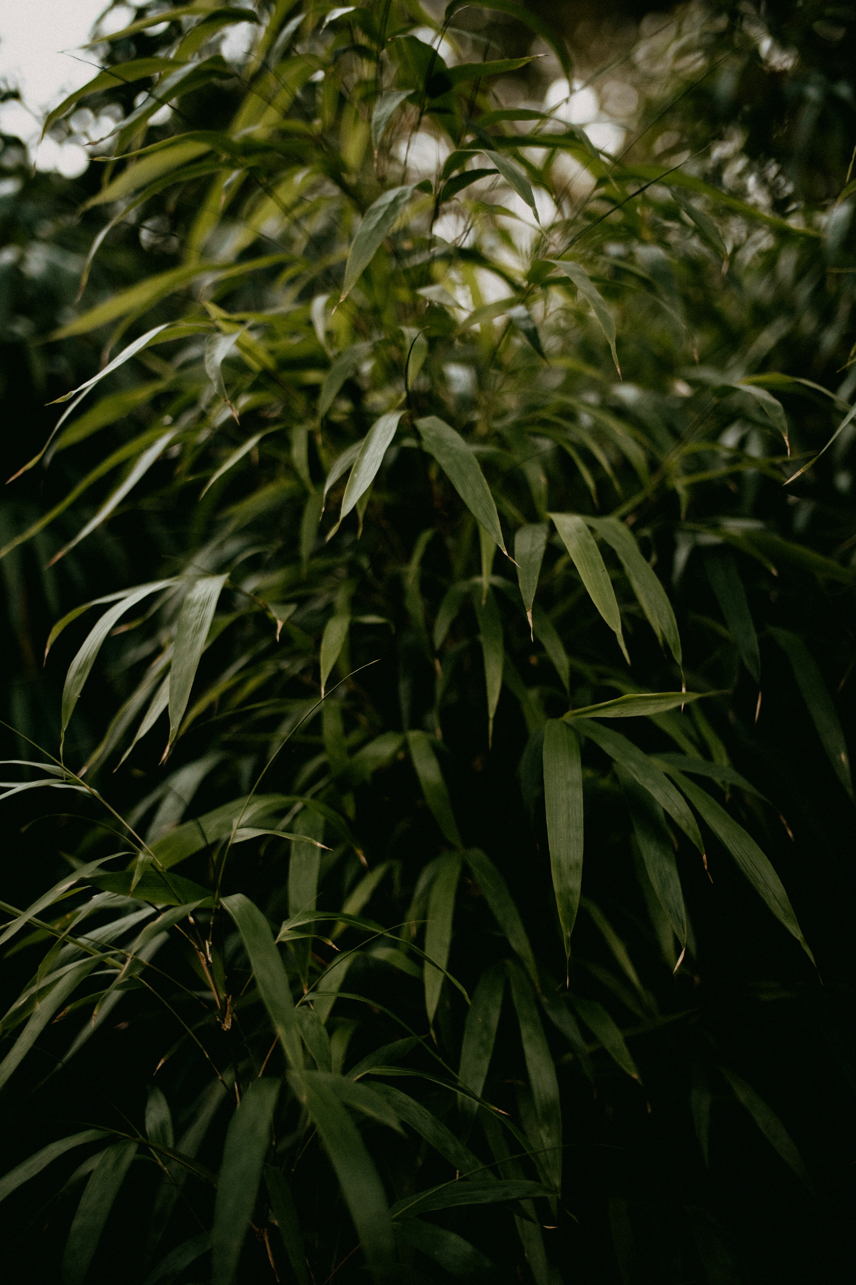 Lush green bamboo leaves create a dense backdrop, evoking a sense of tranquility and nature's embrace.