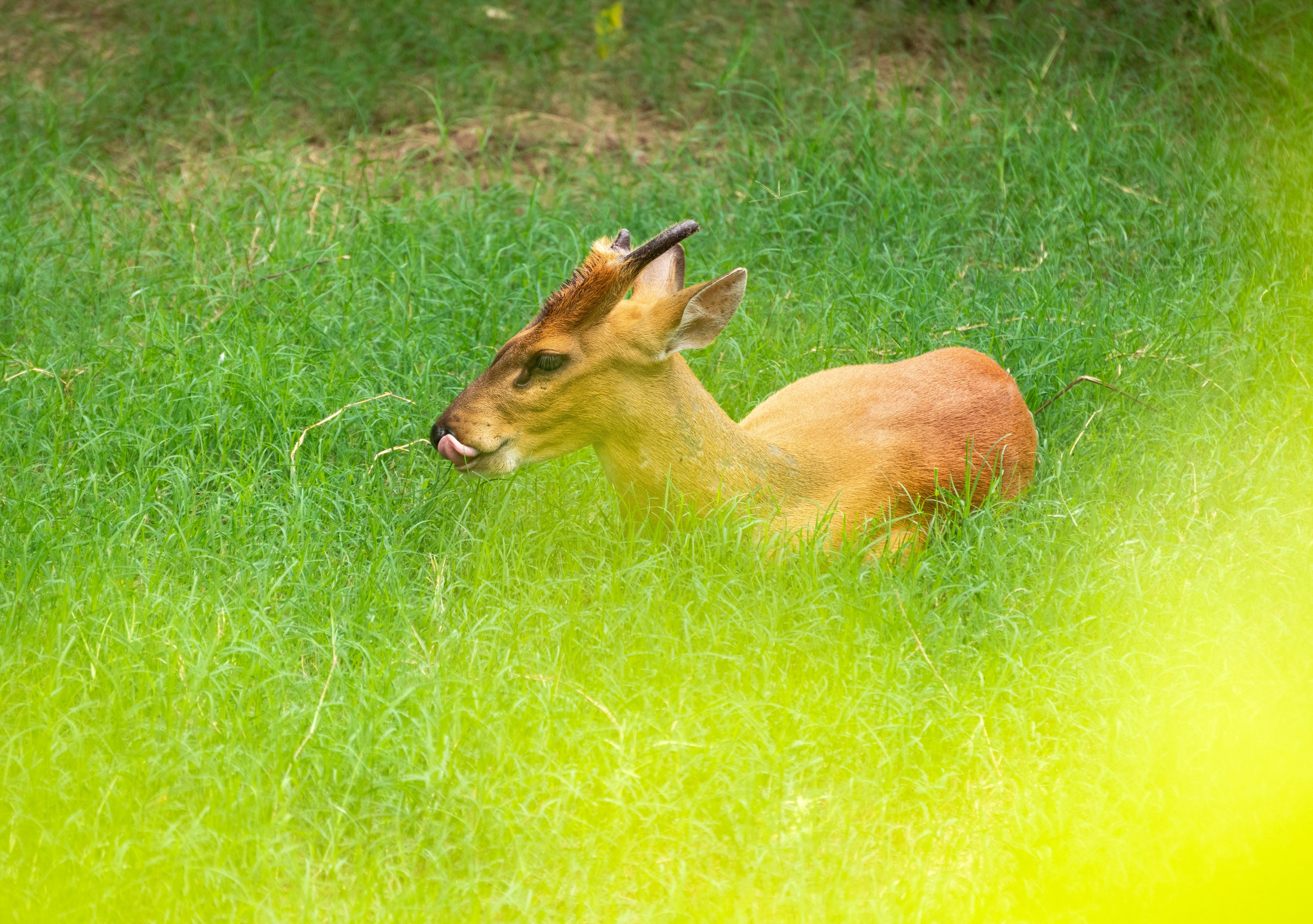 Serene Grazing: A Moment of Stillness