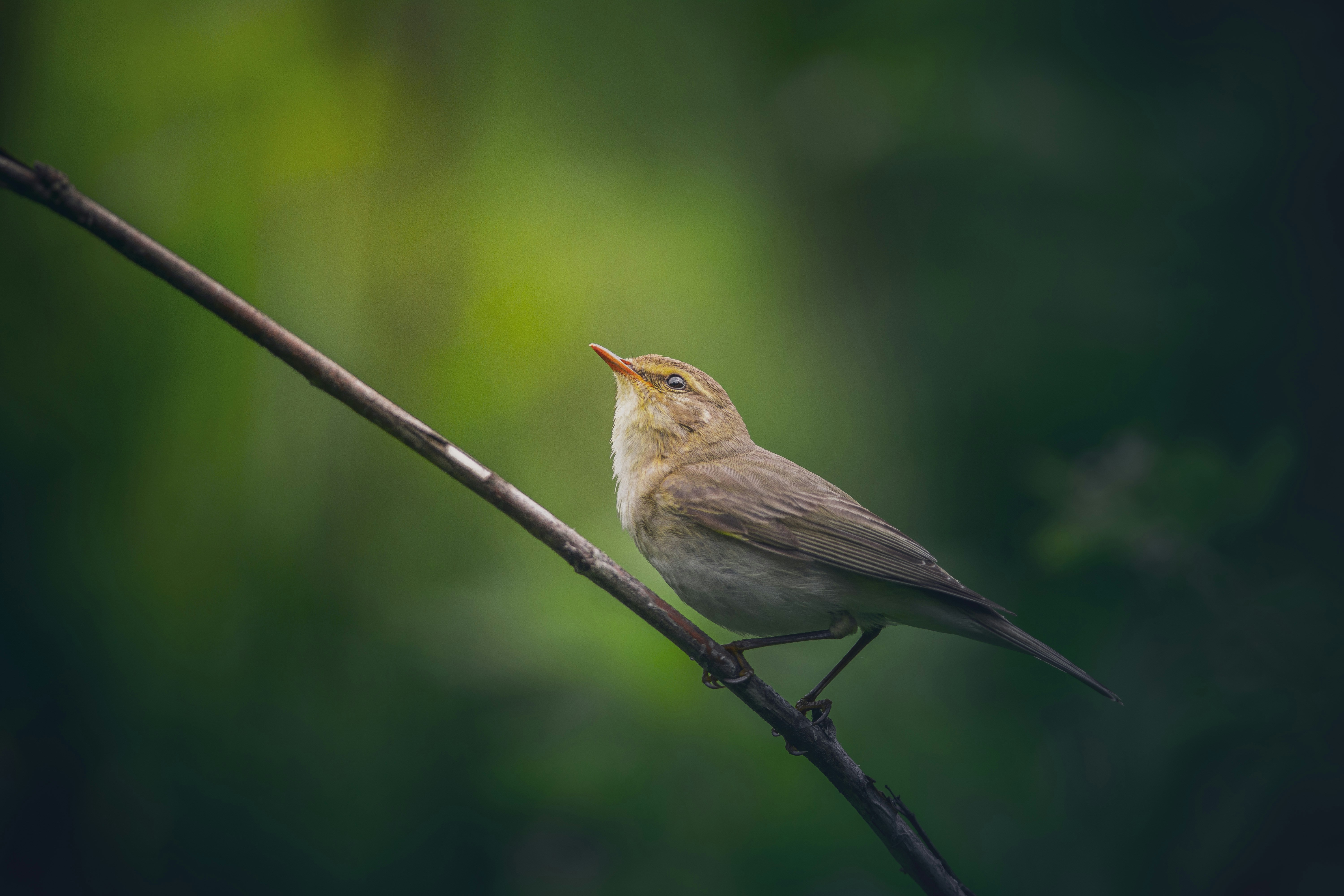 A Song on a Sliver of Branch