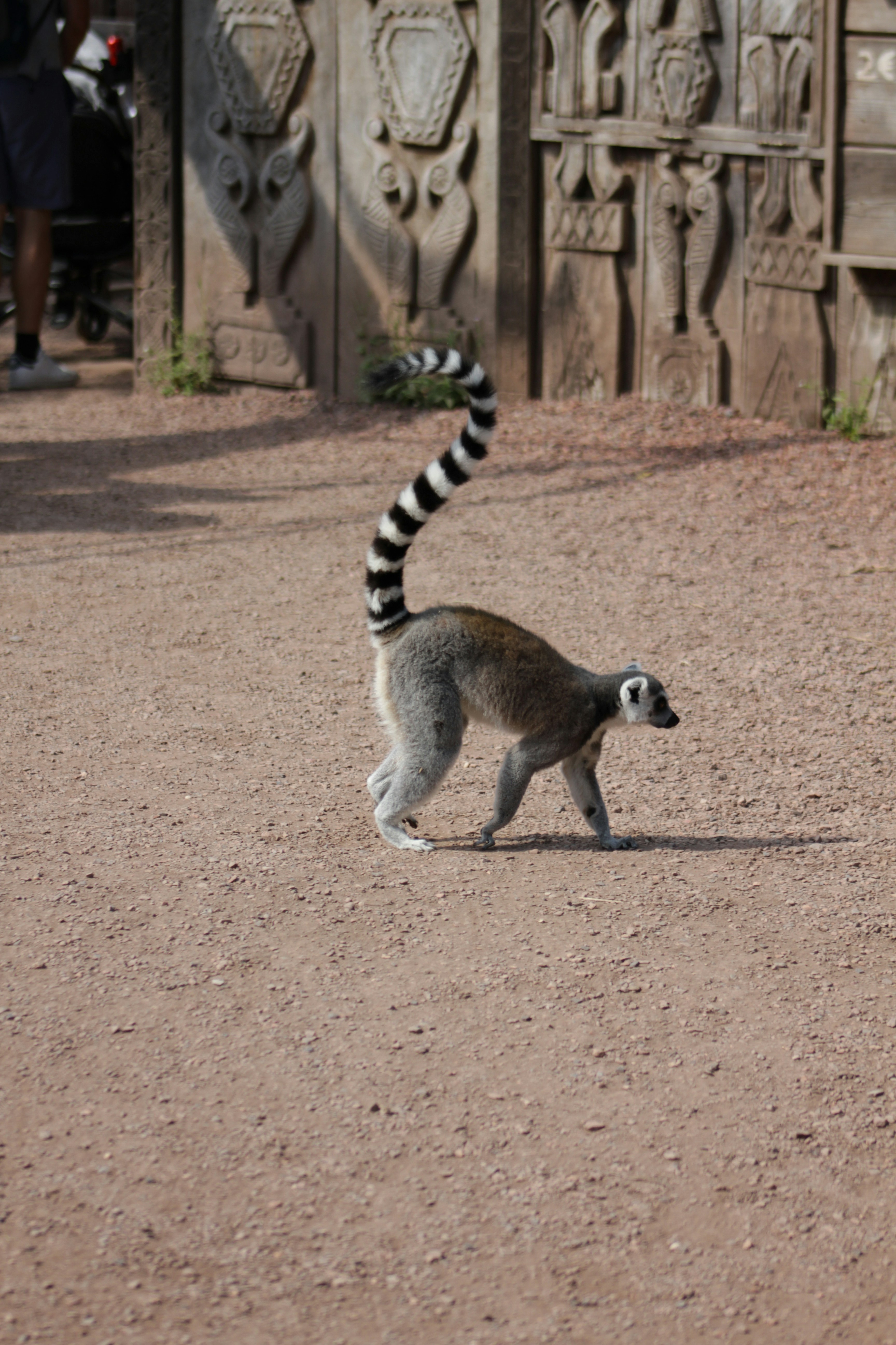 Un pequeño animal caminando por un campo de tierra foto – Imagen de ...