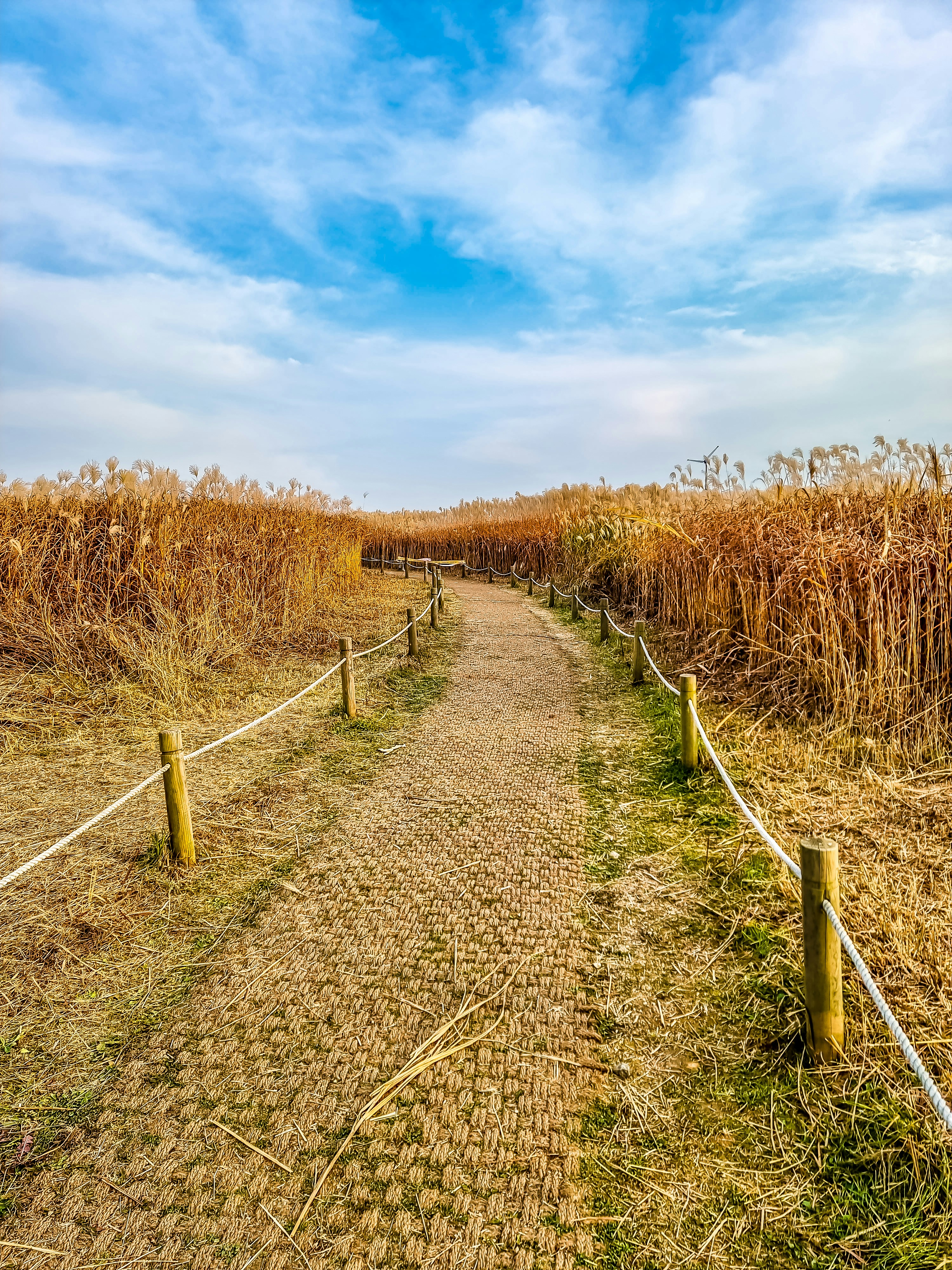 A sunlit dirt path winds through tall, golden reeds with rope-post rails, guiding the eye toward a distant horizon under a bright blue sky.