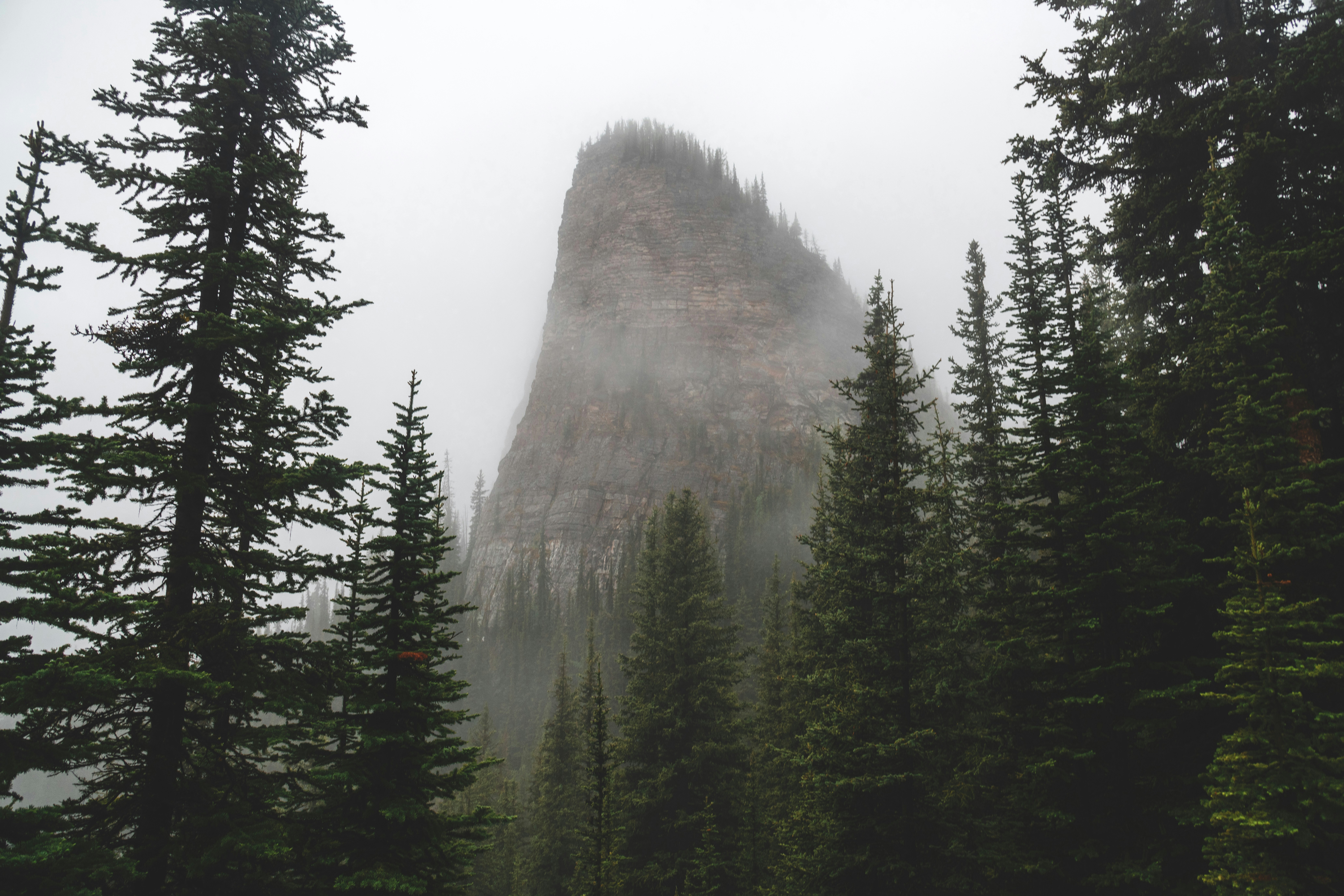 Mist-Clad Peak Looms Over Silent Pines