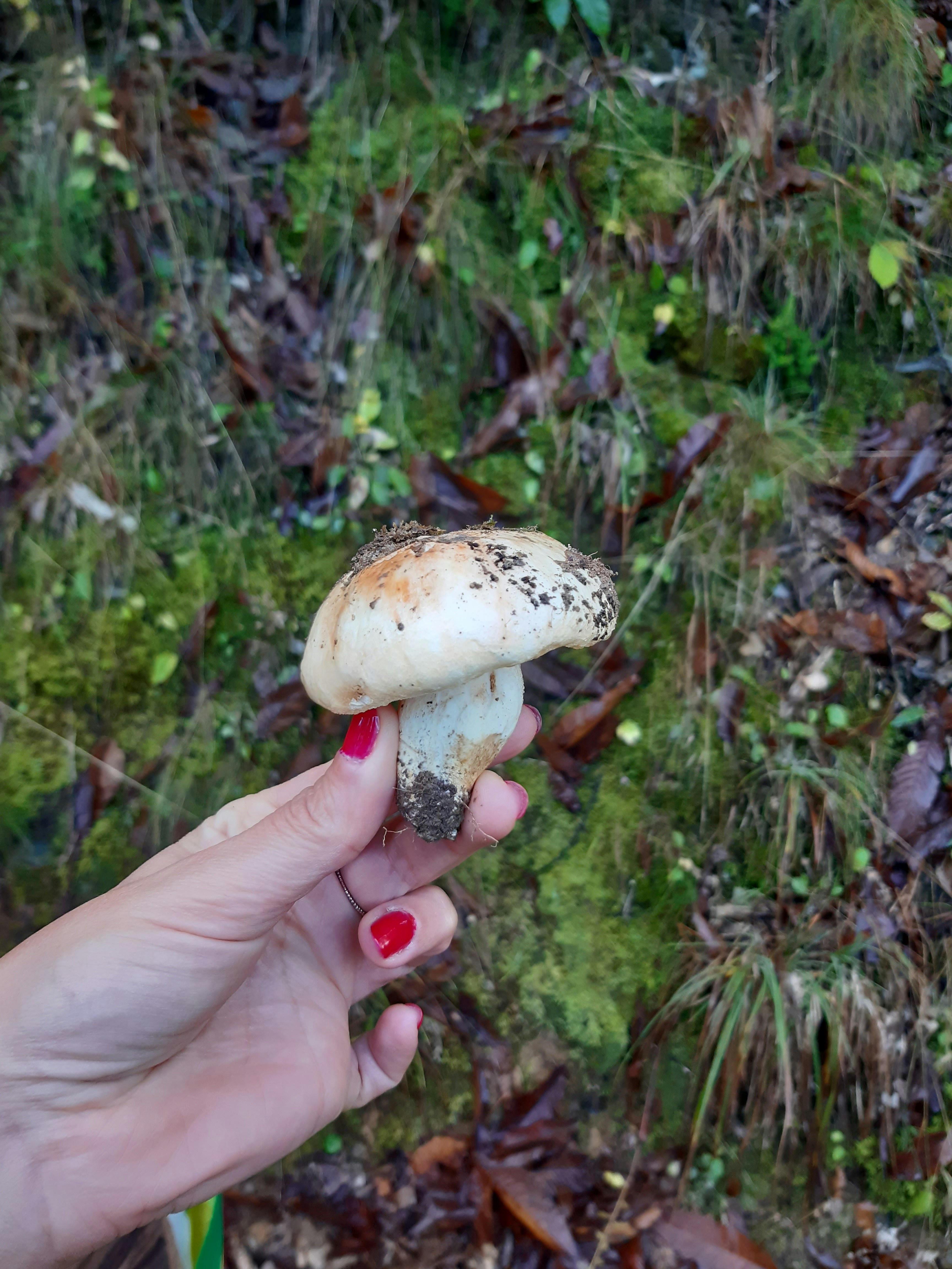 Hand holding a white mushroom against a backdrop of moss and fallen leaves.