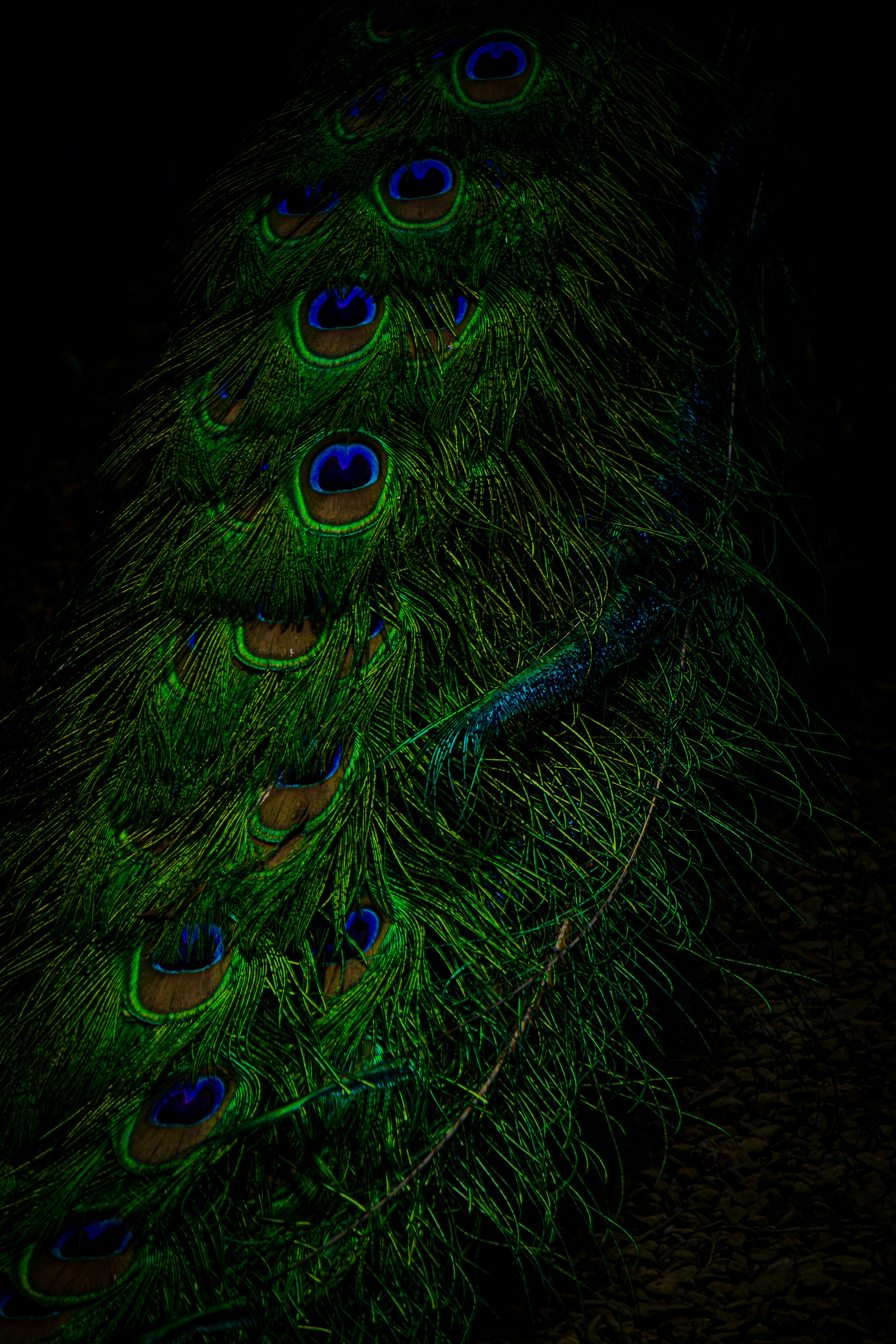 Emerald Cascade: Peacock Eye-Patterns in the Dark