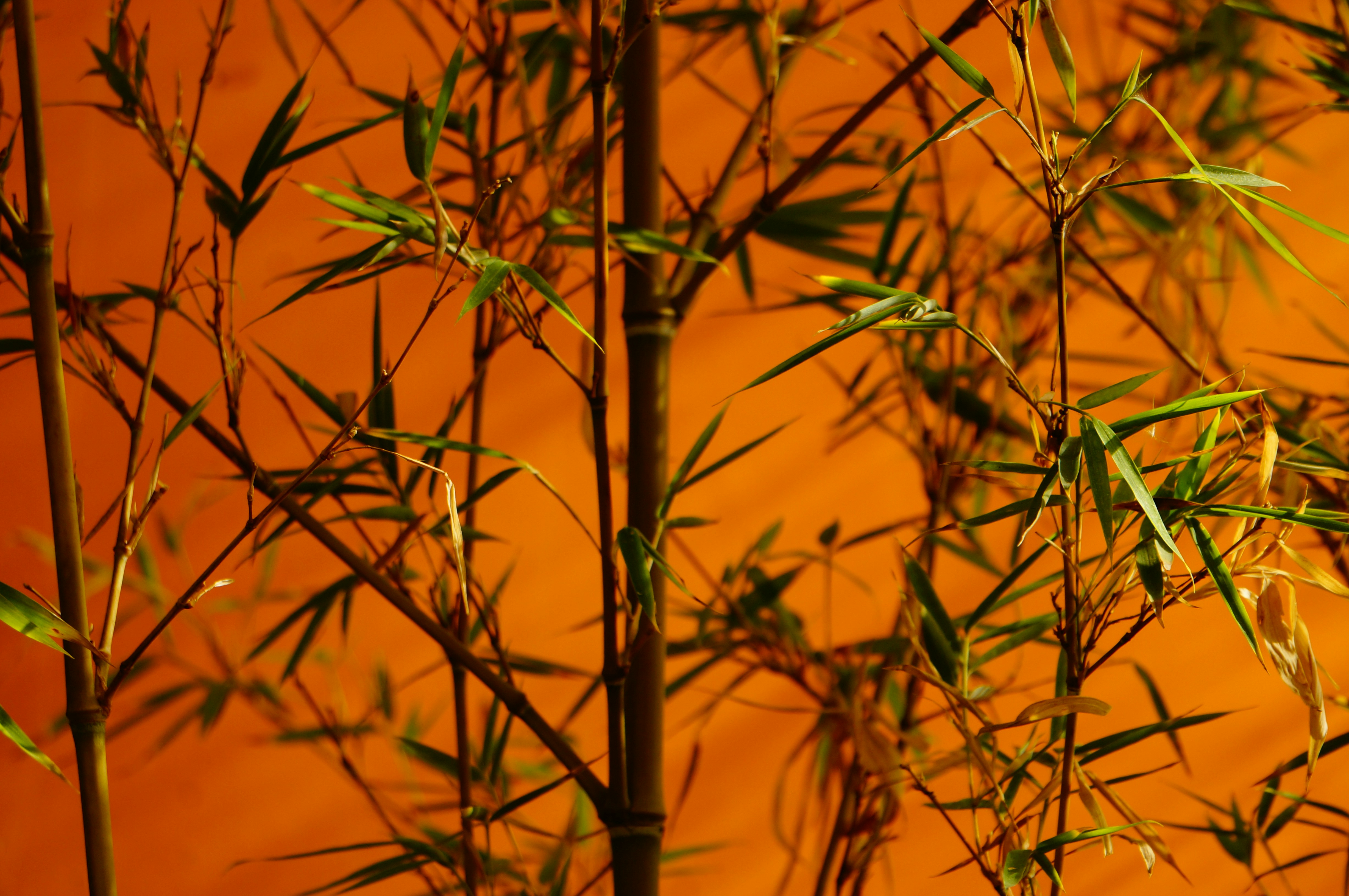 Amber Grove: Bamboo Silhouettes in Warm Backlit Murmurs