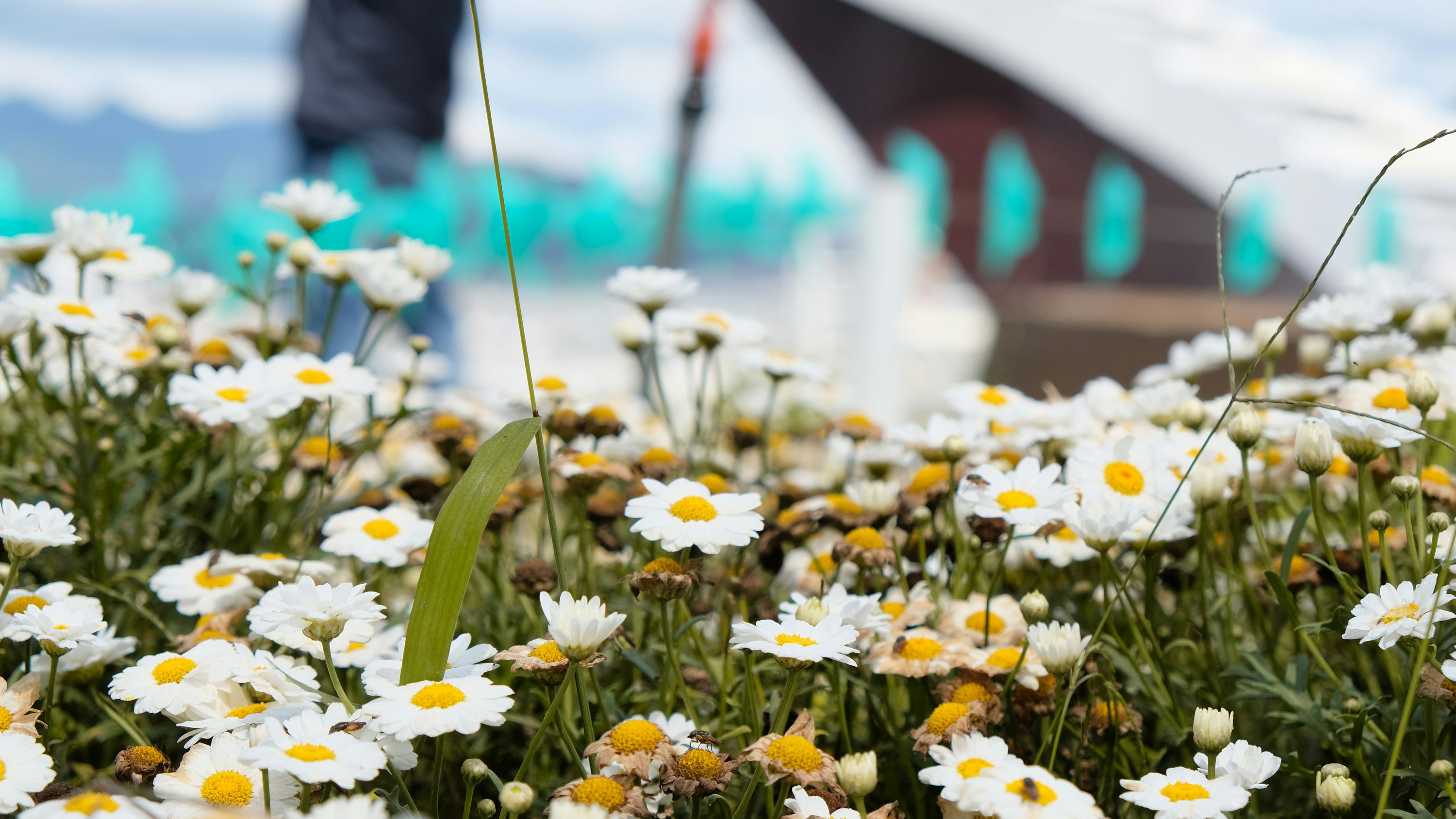 Daisies in Focus, Marina in Soft Blur