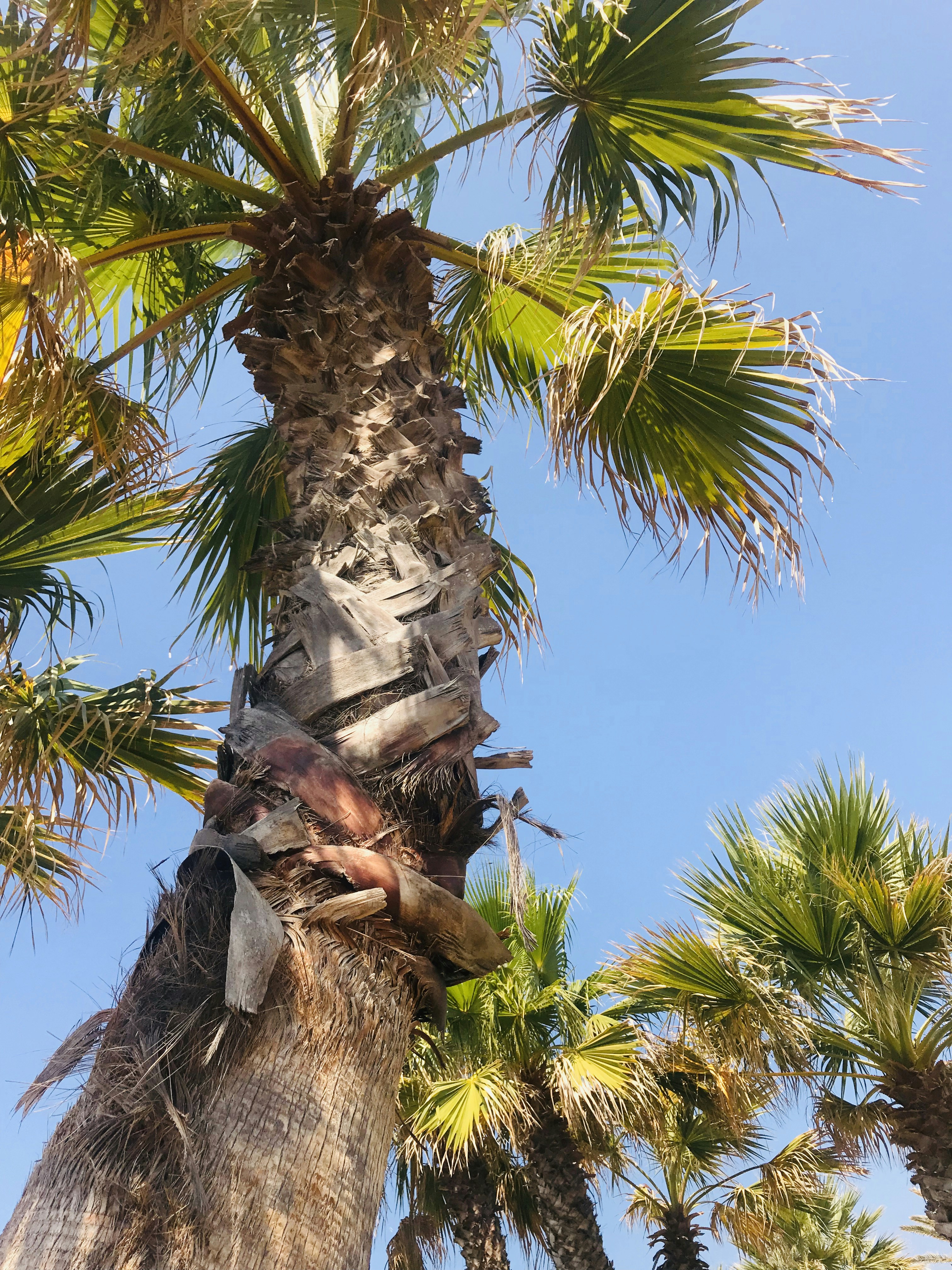 Sun-Worn Palm Trunk: A Textured Close-Up Against a Clear Blue Sky