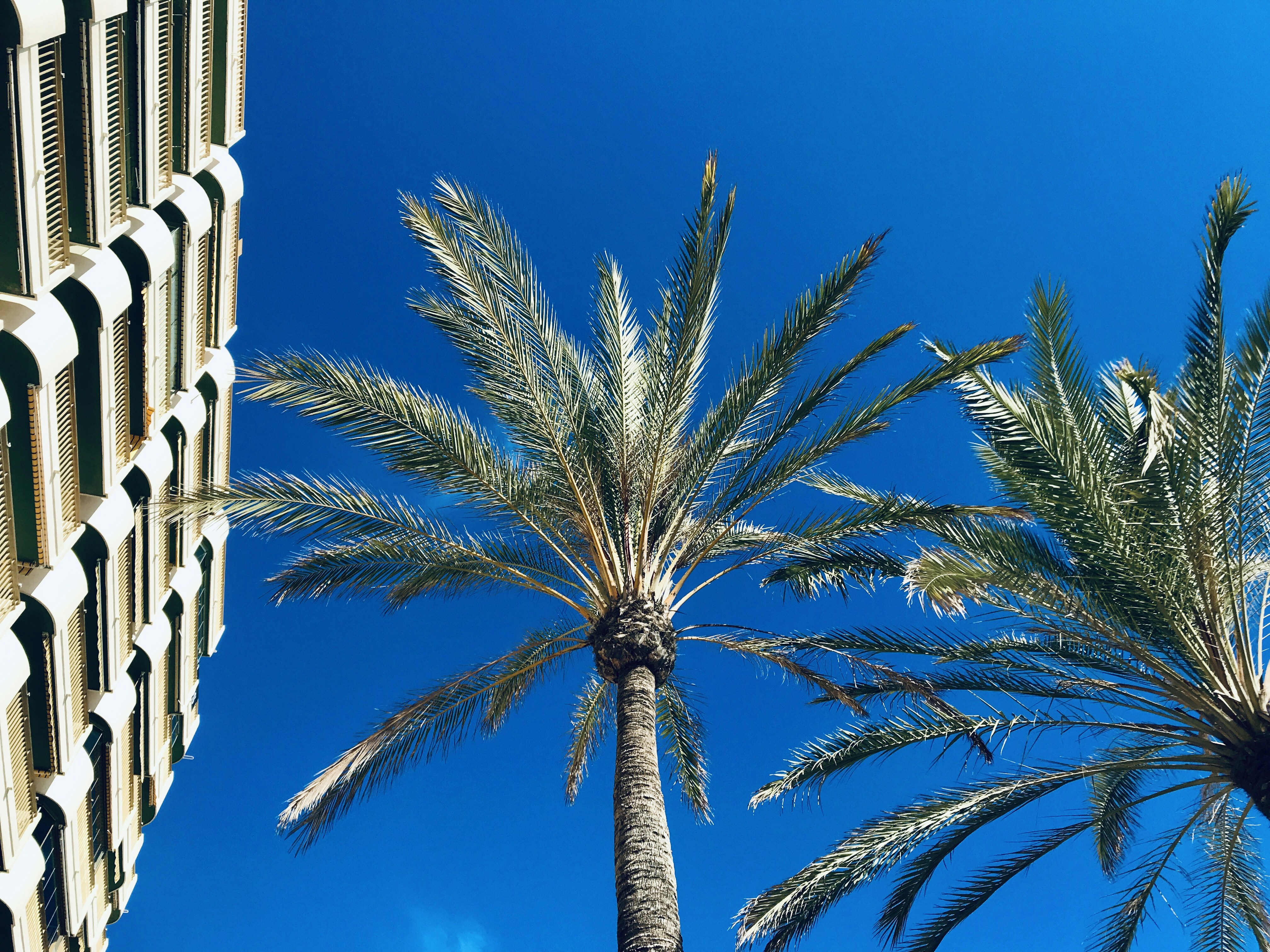Two tall palm trees stretch towards a vibrant blue sky, juxtaposed with a modern building's facade. The scene evokes a sense of tranquility and warmth.